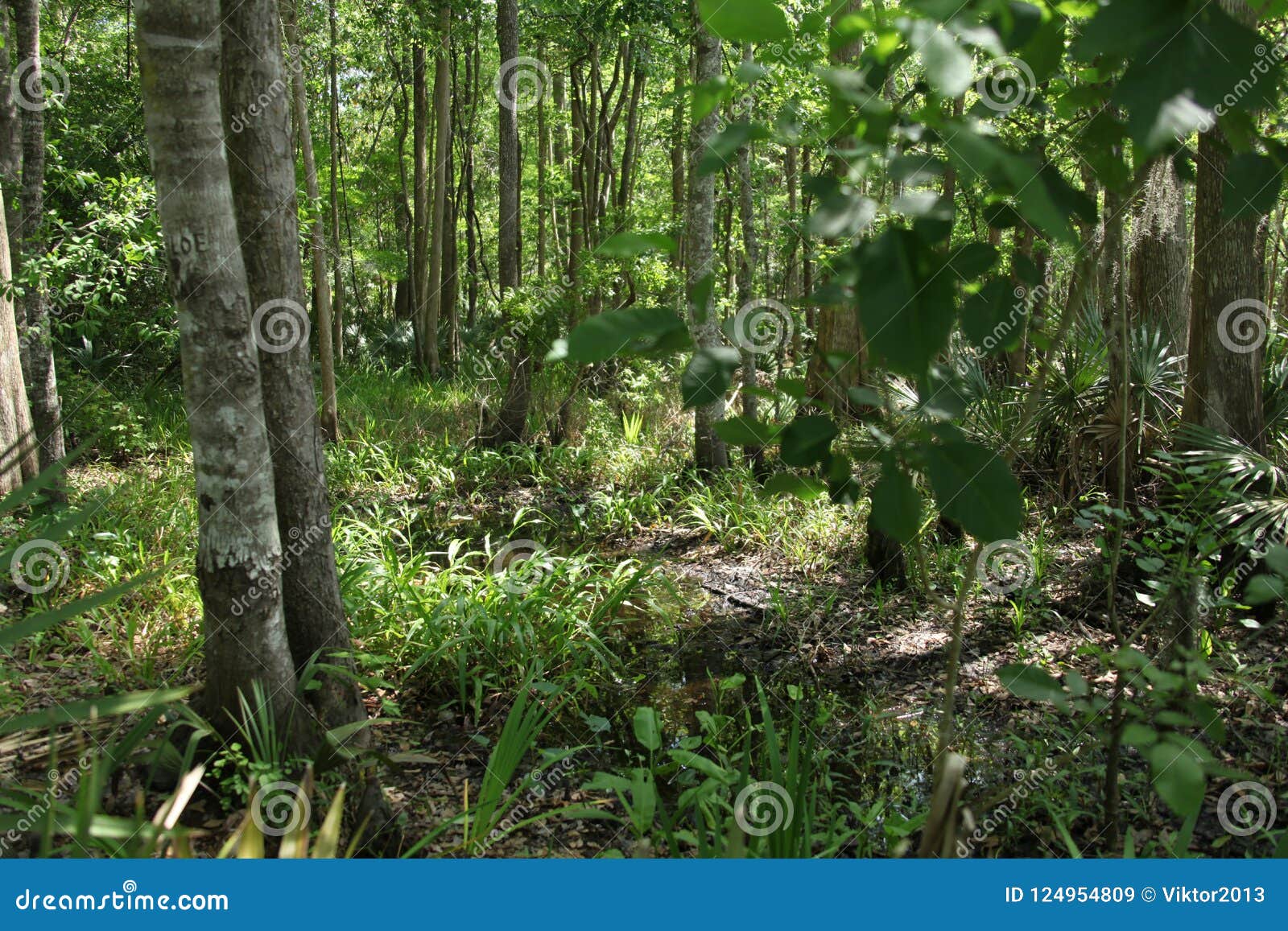 Florida wild forest stock image. Image of beauty, florida - 124954809