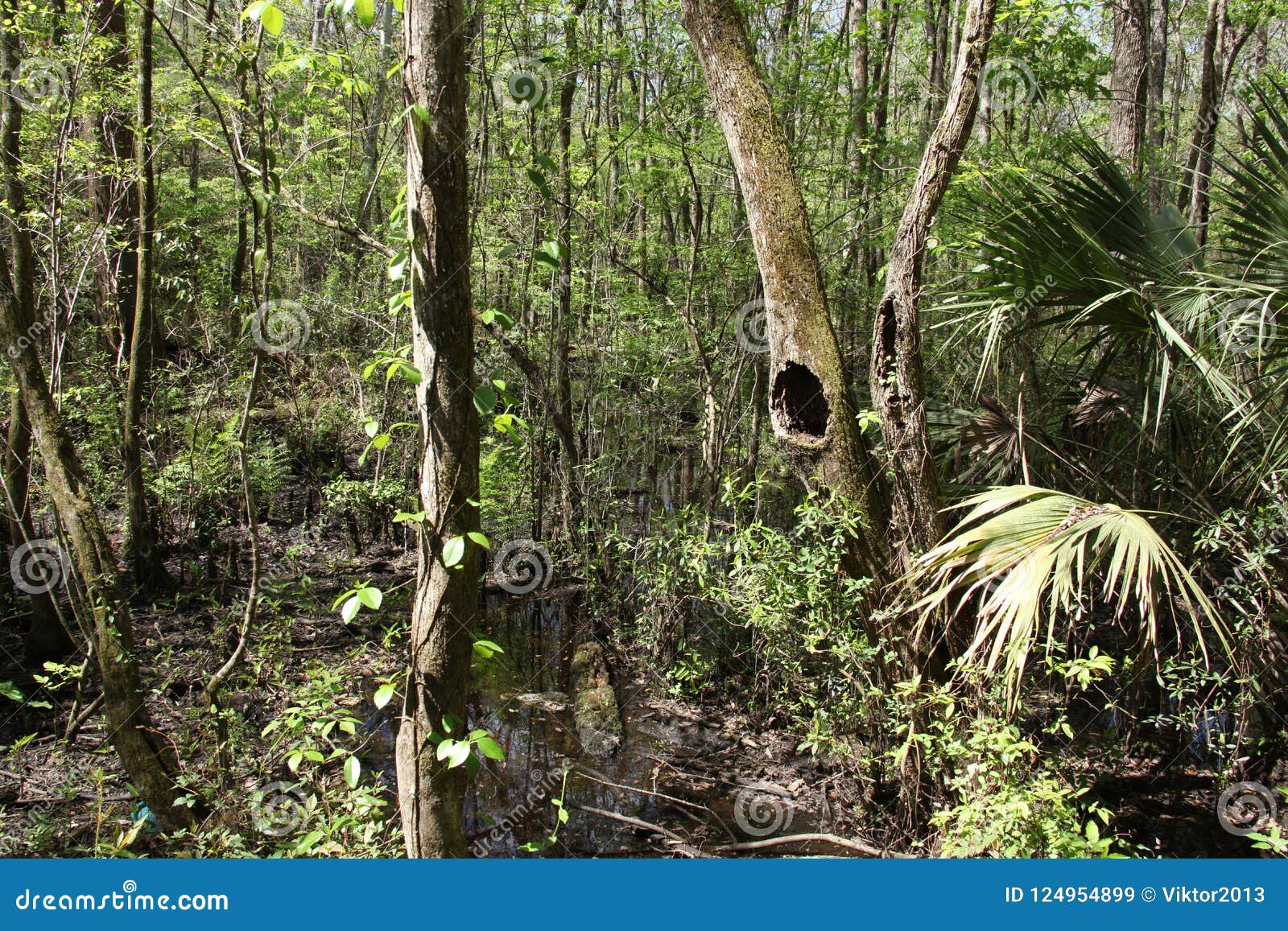 Florida wild forest stock image. Image of nature, grass - 124954899