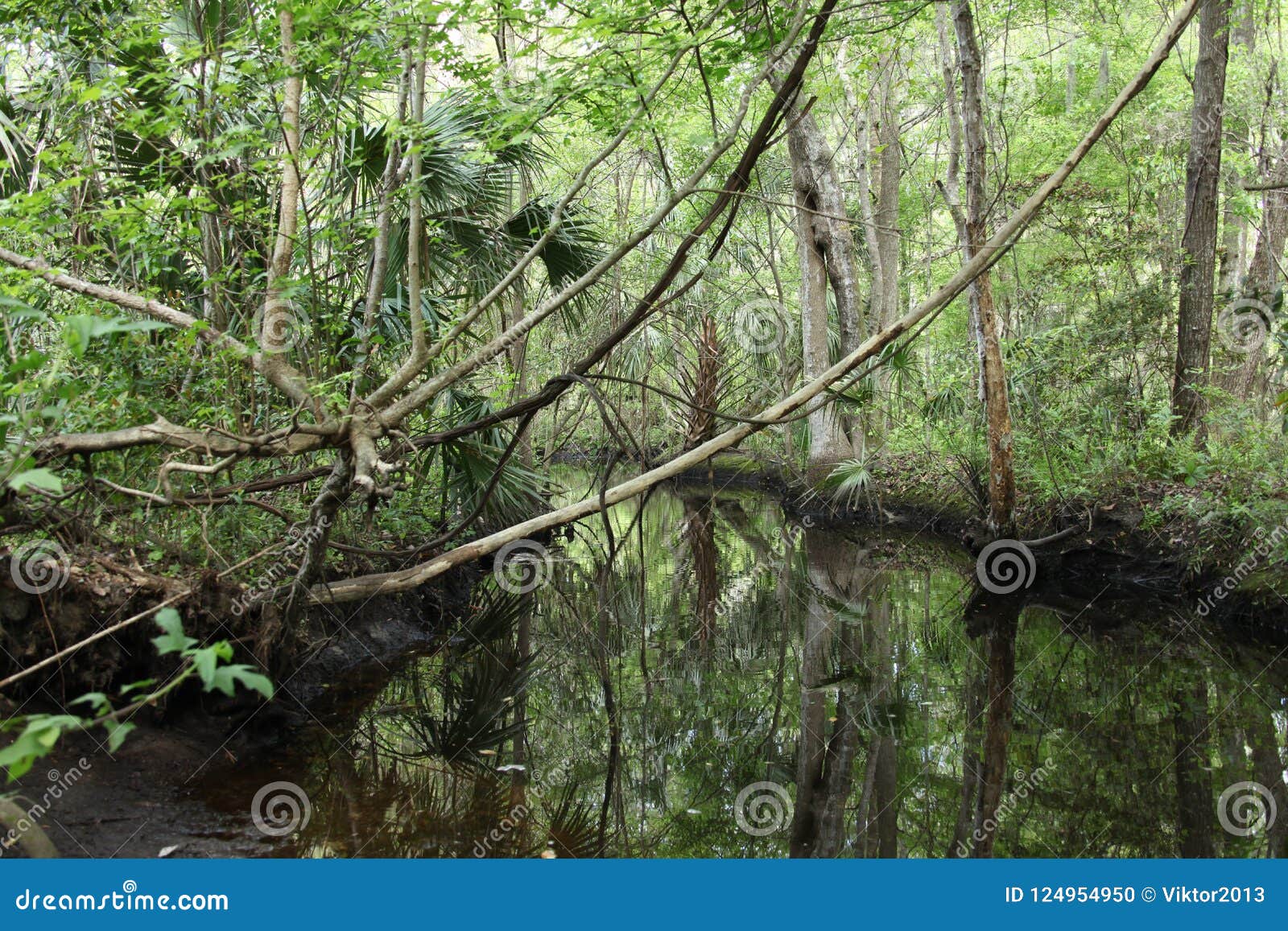 Florida wild forest stock photo. Image of flora, florida - 124954950