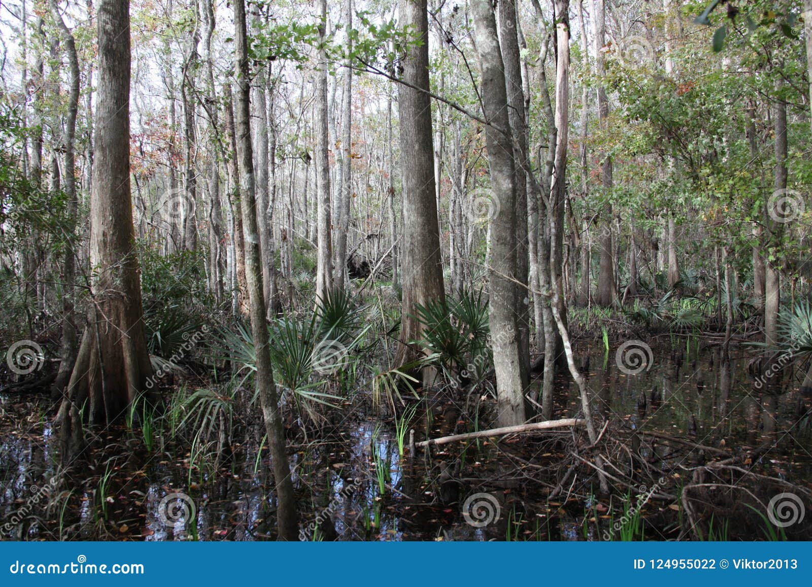 Florida wild forest stock photo. Image of creek, brook - 124955022