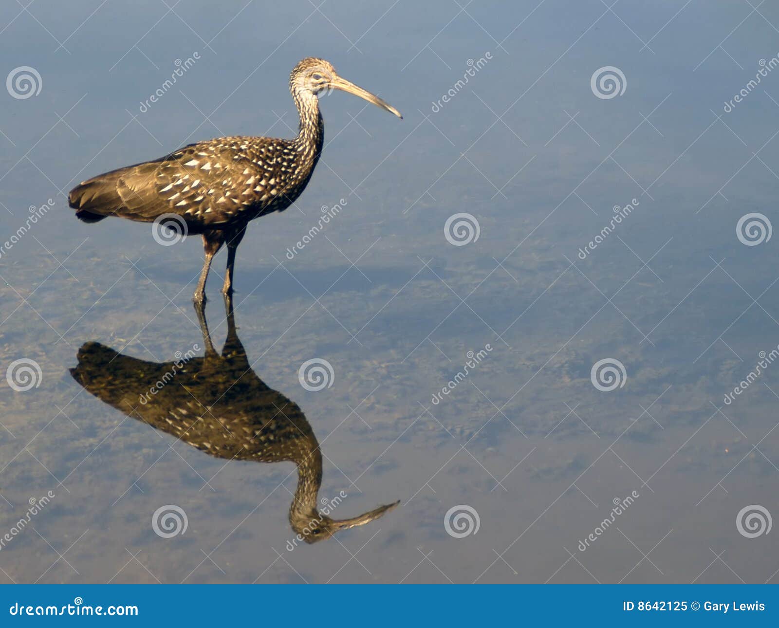 Florida Wildlife stock image. Image of water, heron, springtime - 8642125