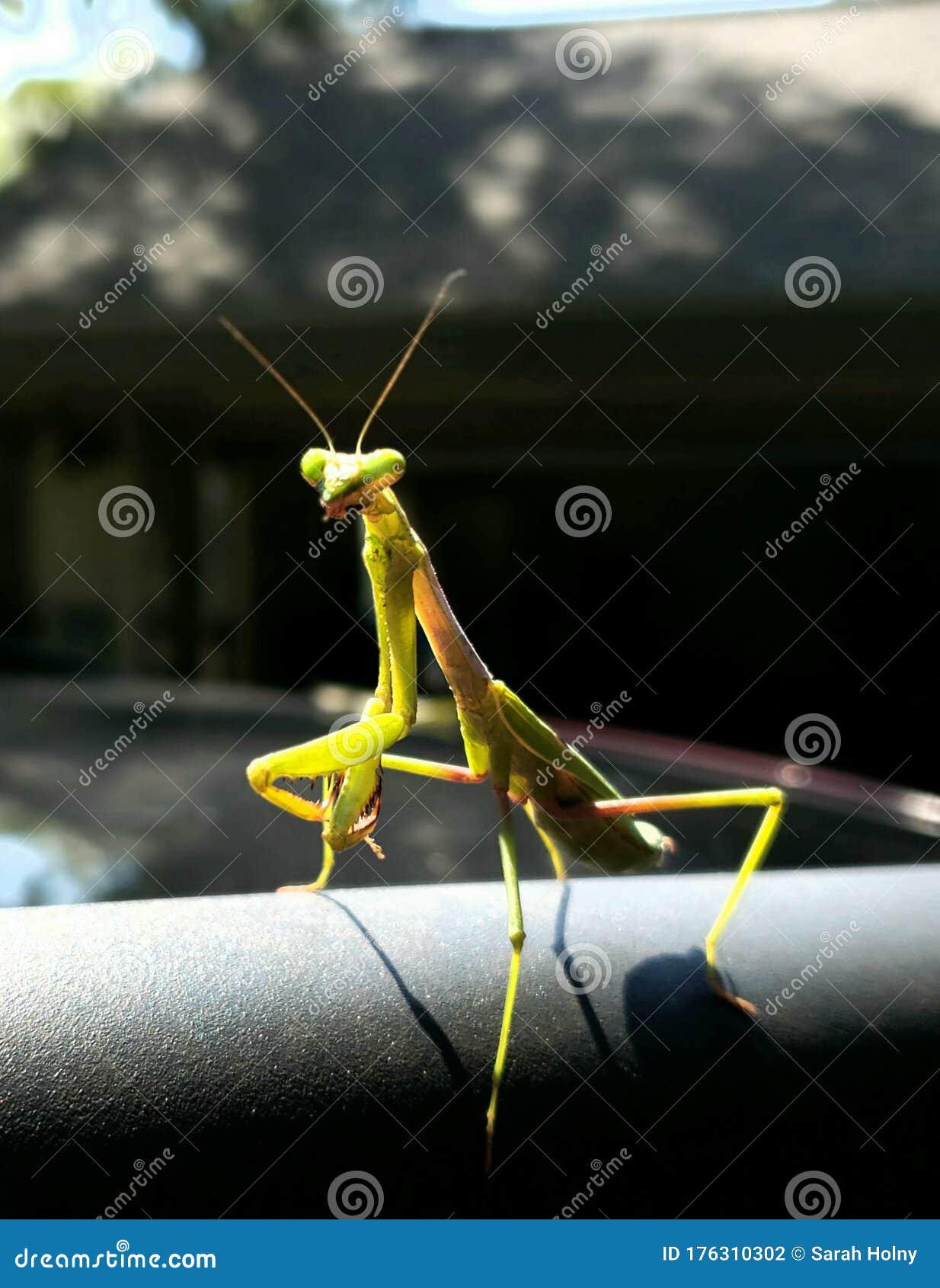 Florida Wildlife Praying Mantis Macro Bug Stock Photo - Image of mantis ...
