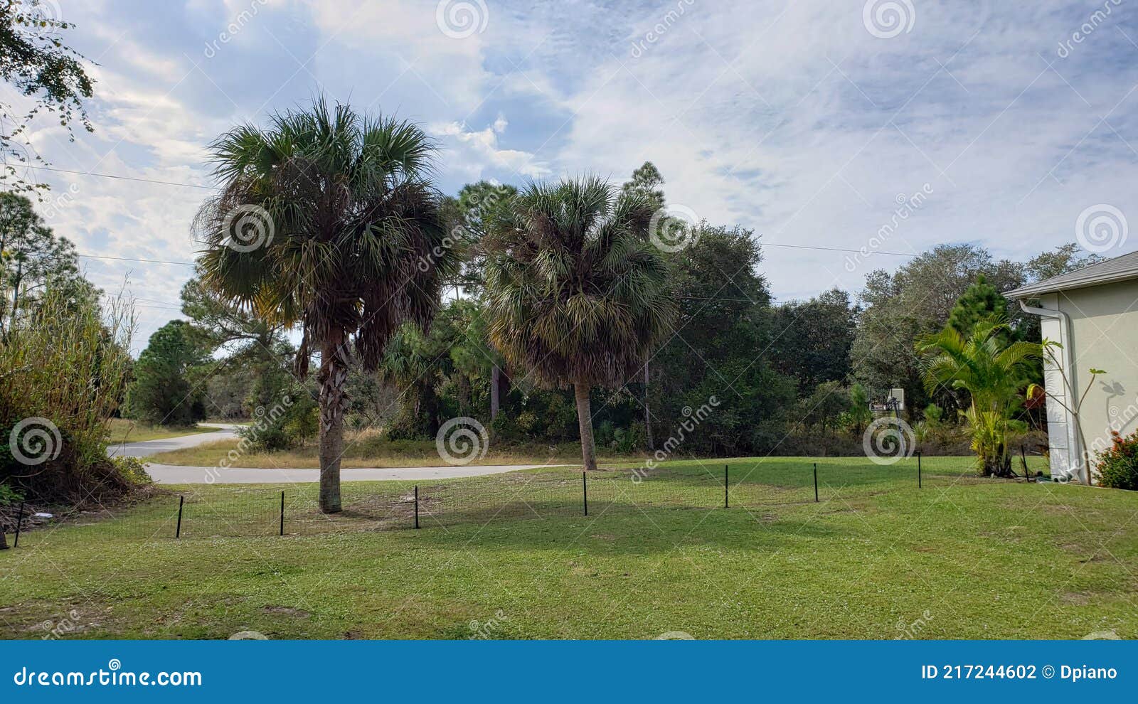 A Florida Yard with Large Overgrown Palm Trees in Need of a Trim Stock ...