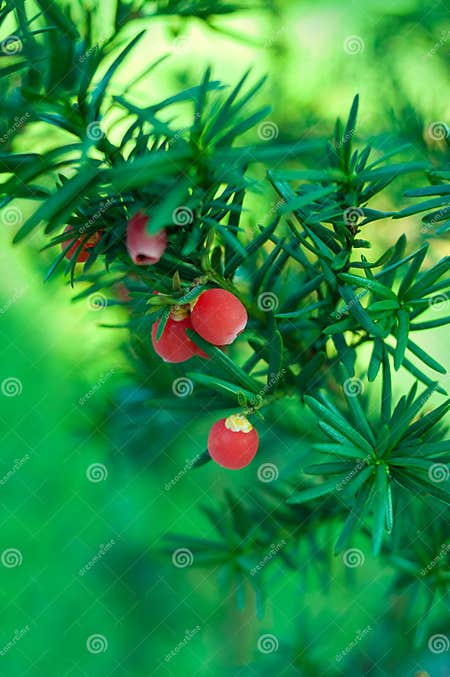 Florida yew stock photo. Image of cowberry, background - 28239286