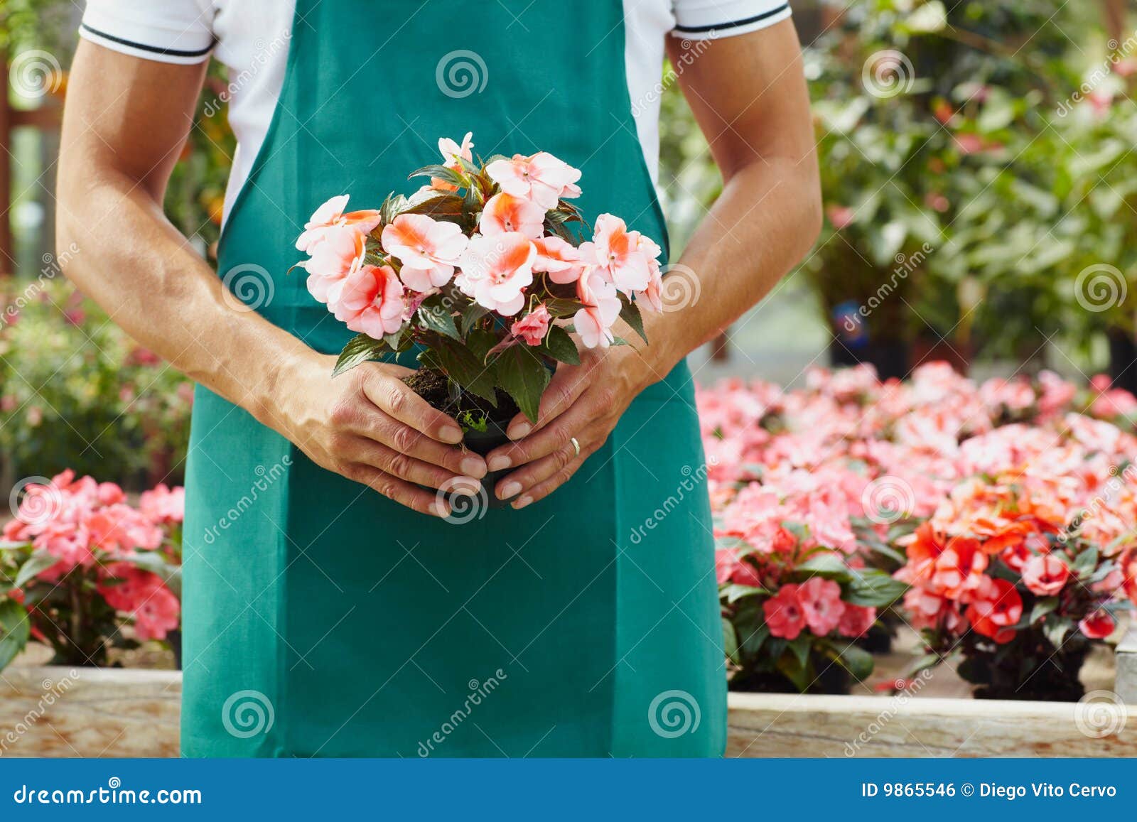 Florist stock photo. Image of business, cropped, indoors - 9865546