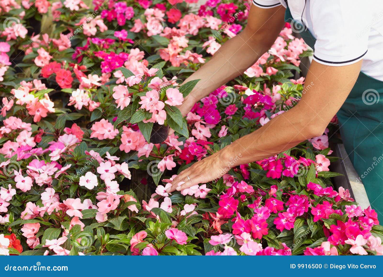 Florist stock photo. Image of person, cropped, indoors - 9916500