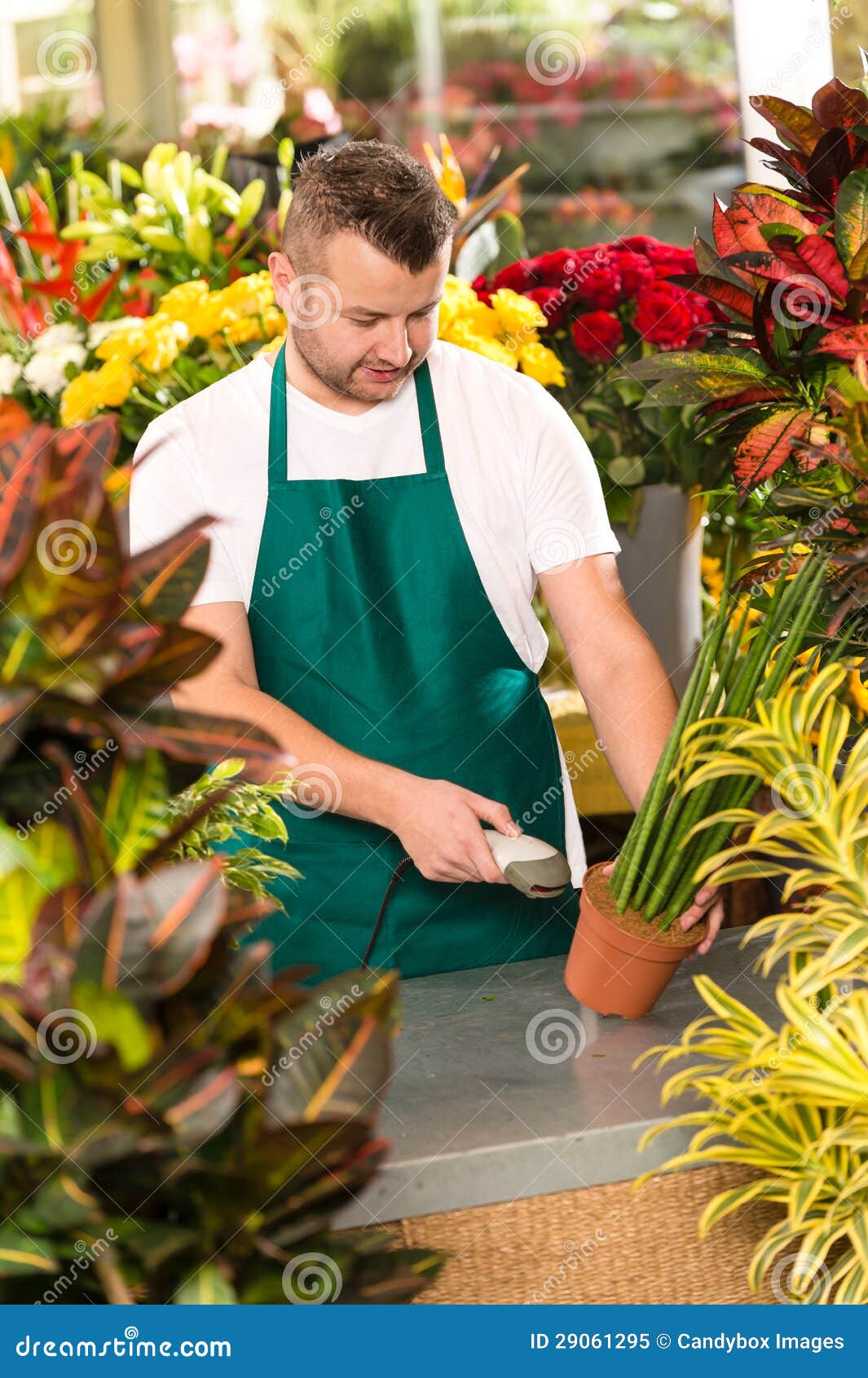 Florist Man Reading Barcode Potted Plant Shop Stock Image - Image of ...