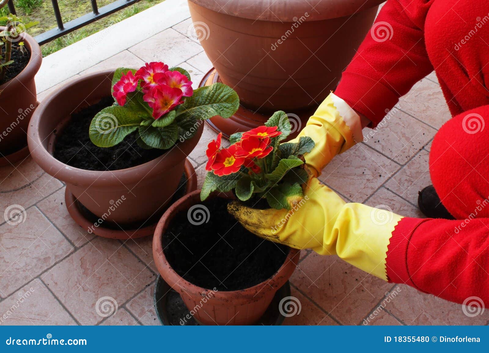 Florist transplant flowers stock photo. Image of hands - 18355480
