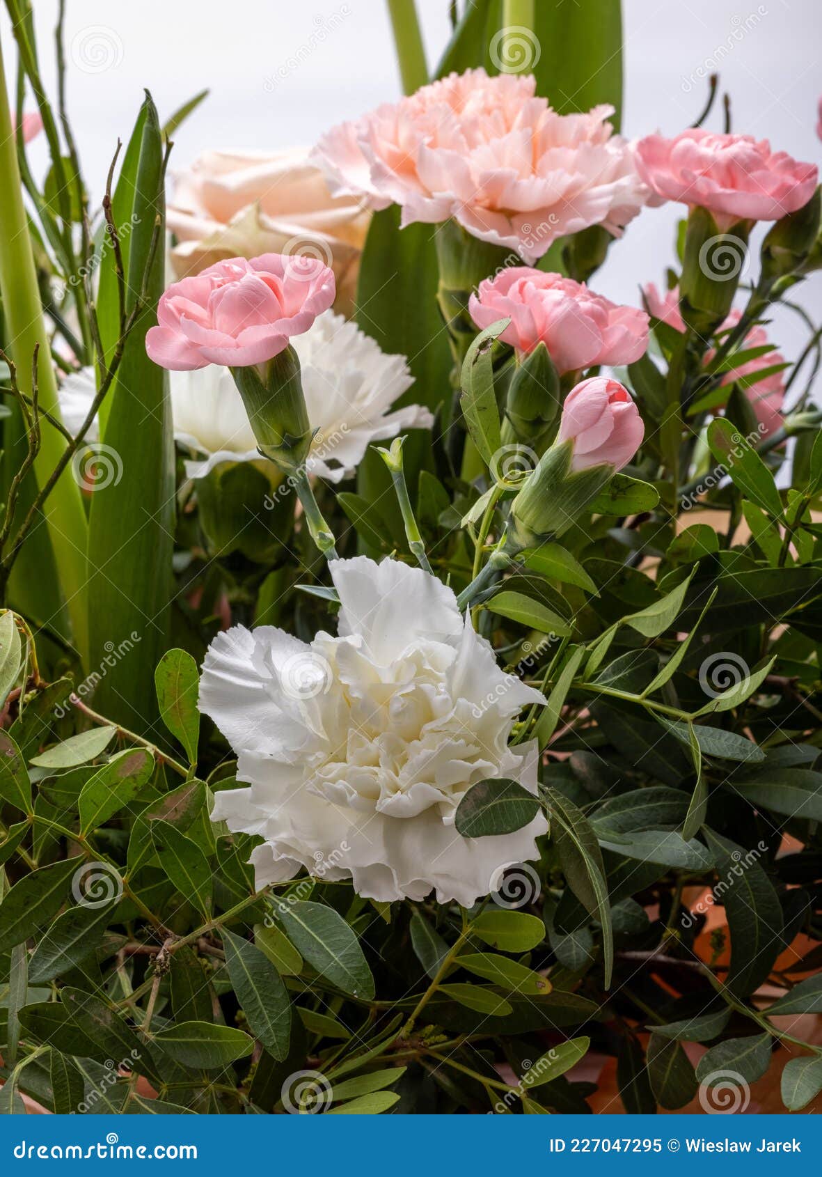 Floristic Bouquet of Roses and Carnations Flowers. Stock Image - Image ...