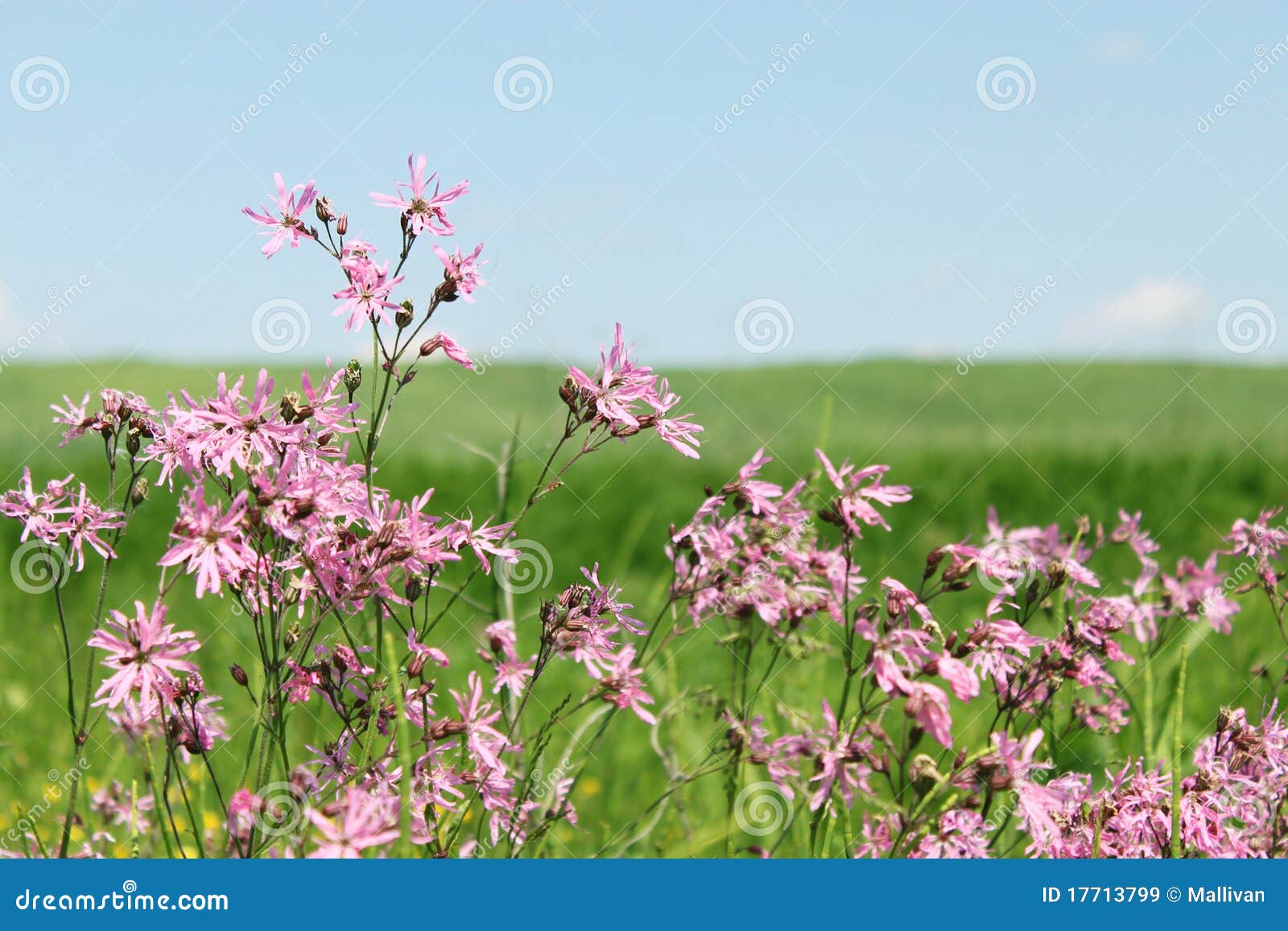 Coronaria Flos-cuculi Lychnis Flos-cuculi Flower Royalty-Free Stock ...
