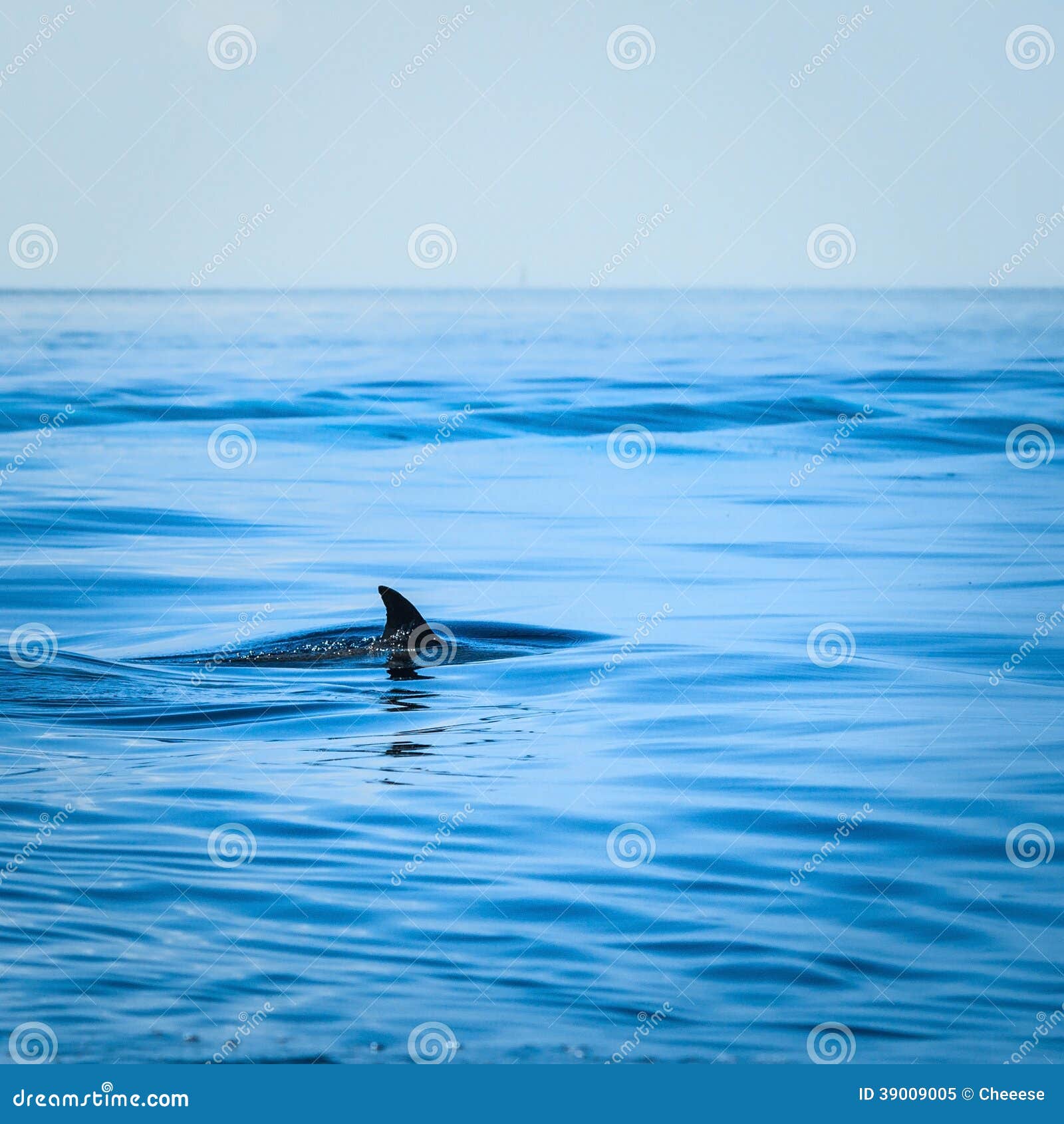 Flosse eines Haifischs stockbild. Bild von nave, fische - 39009005