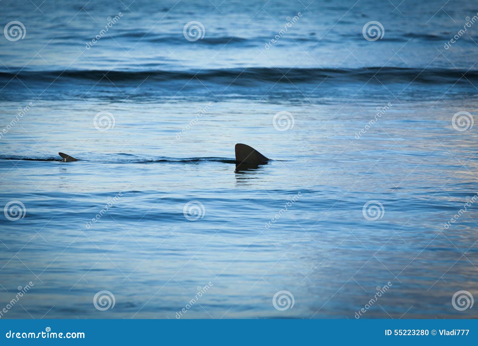 Flosse Eines Haifischs Im Hohen See Stockfoto - Bild von spiel ...