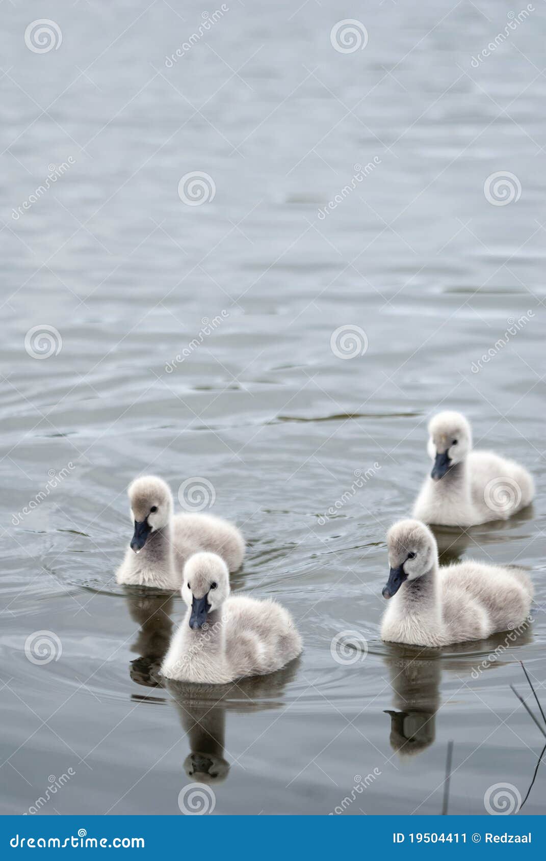 Flotilla of Four Black Swan Cygnets Stock Image - Image of four, cygnet ...