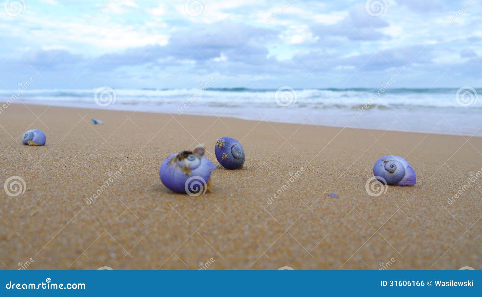 Flotsam stock photo. Image of oceania, shoreline, dusk - 31606166