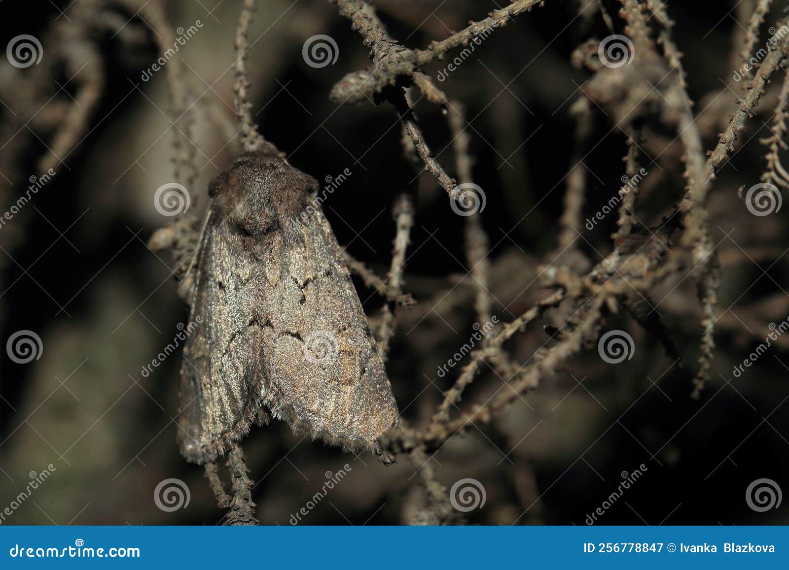 Flounced rustic moth stock image. Image of moth, flounced - 256778847
