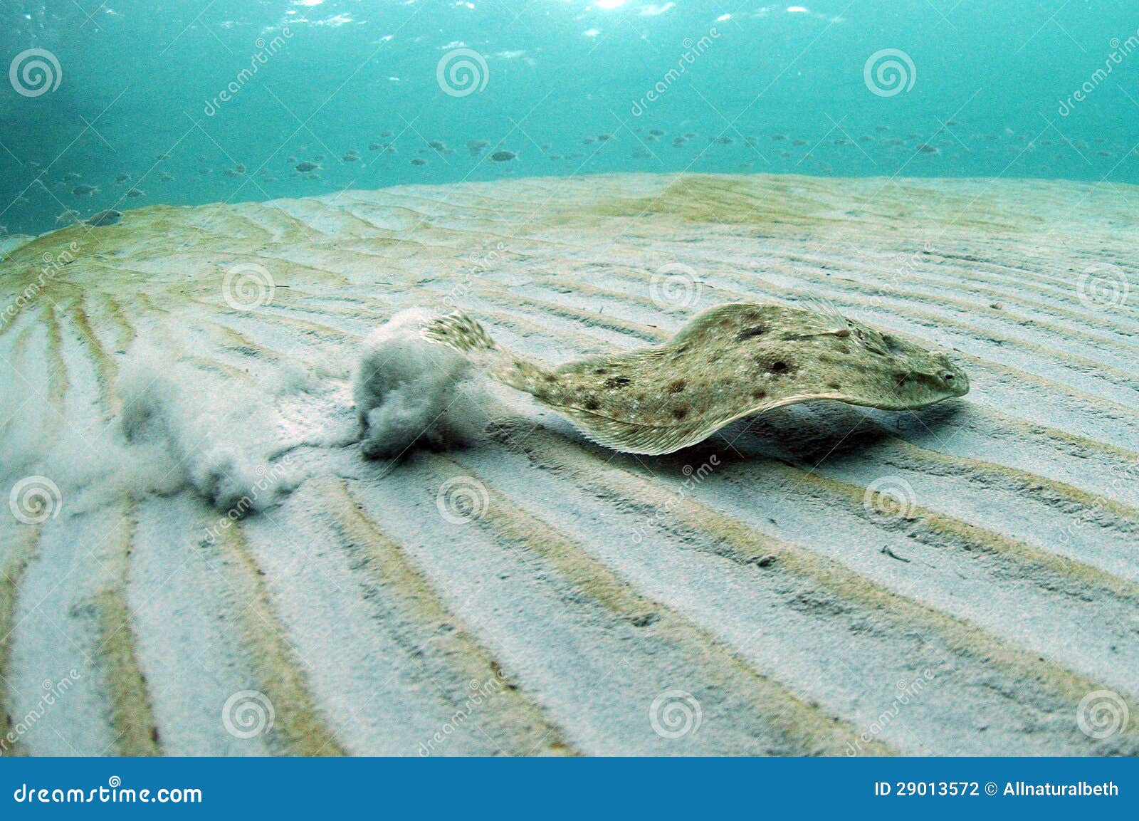 Southern Flounder - Paralichthys Lethostigma. Left-eyed Flounder, Up ...