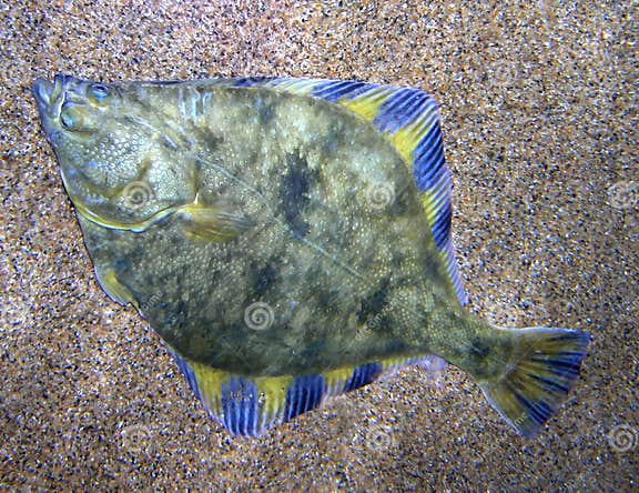 Flounder stock photo. Image of underwater, flounder, sealife - 357372