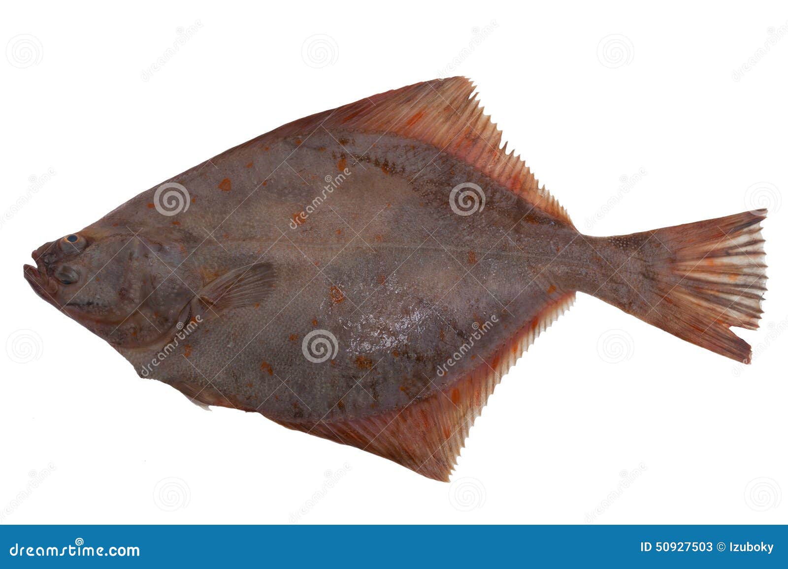 Flounder Fish Cold Isolated Stock Image - Image of flatfish, brown ...