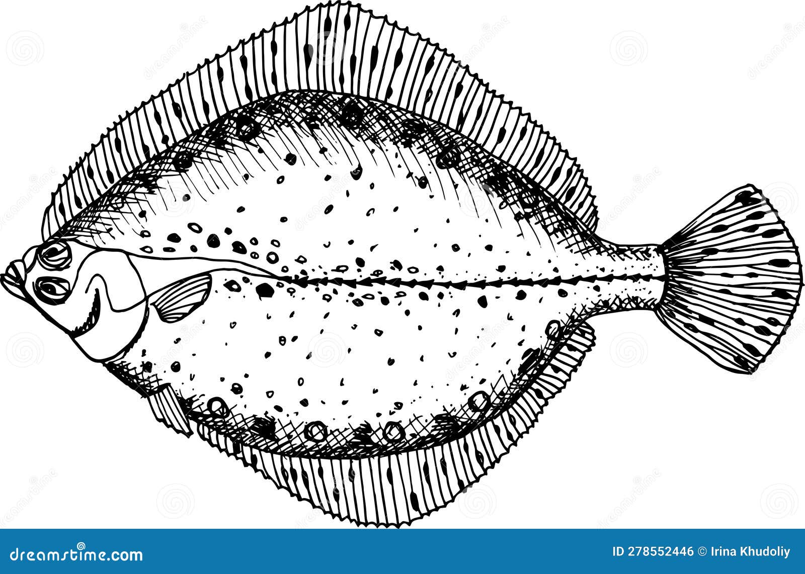 Flounder hand drawn fish stock illustration. Illustration of engraved ...