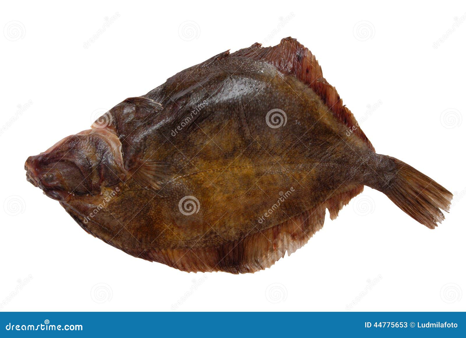 Flounder stock image. Image of atlantic, fishing, flounder - 44775653
