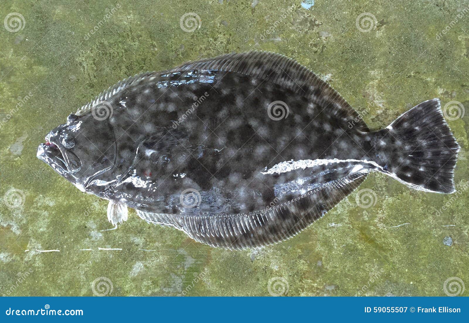Flounder stock image. Image of topside, fishing, concrete - 59055507