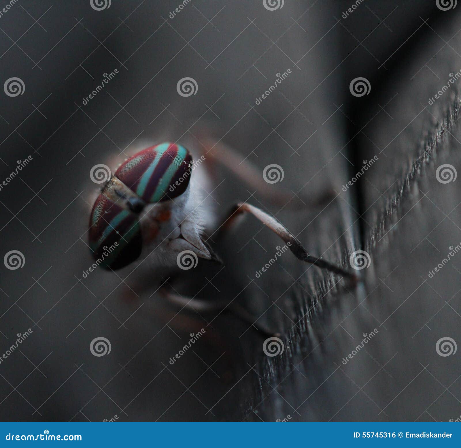 Flour moth Fly blue eyes stock photo. Image of macro - 55745316