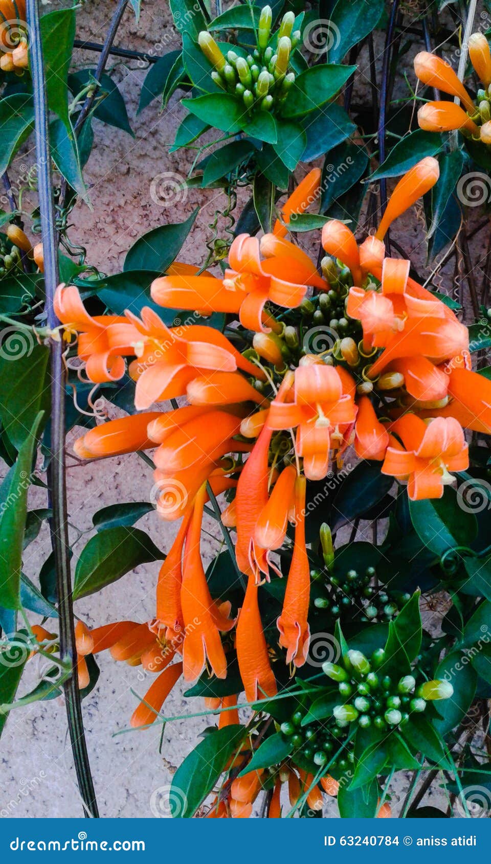 Flour is very nice HD stock photo. Image of nice, natural - 63240784