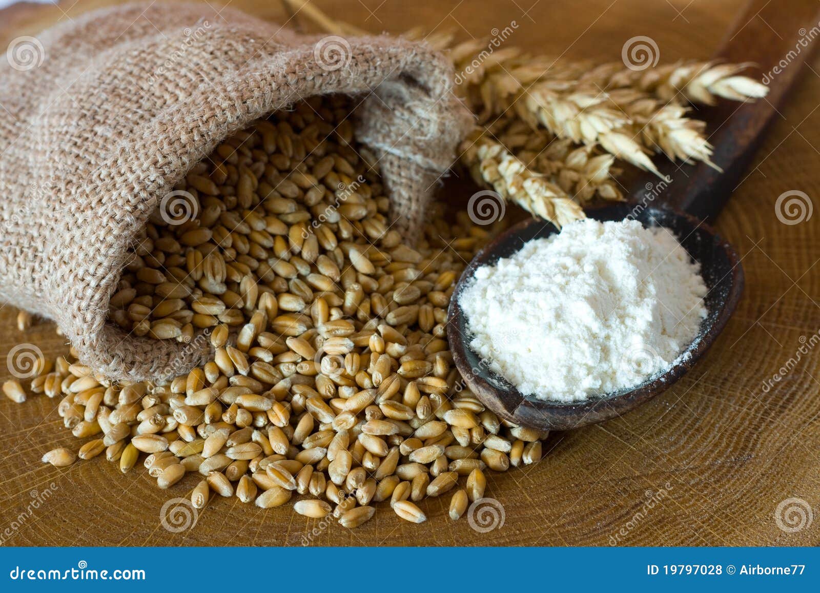 Flour and wheat grain stock photo. Image of agriculture - 19797028
