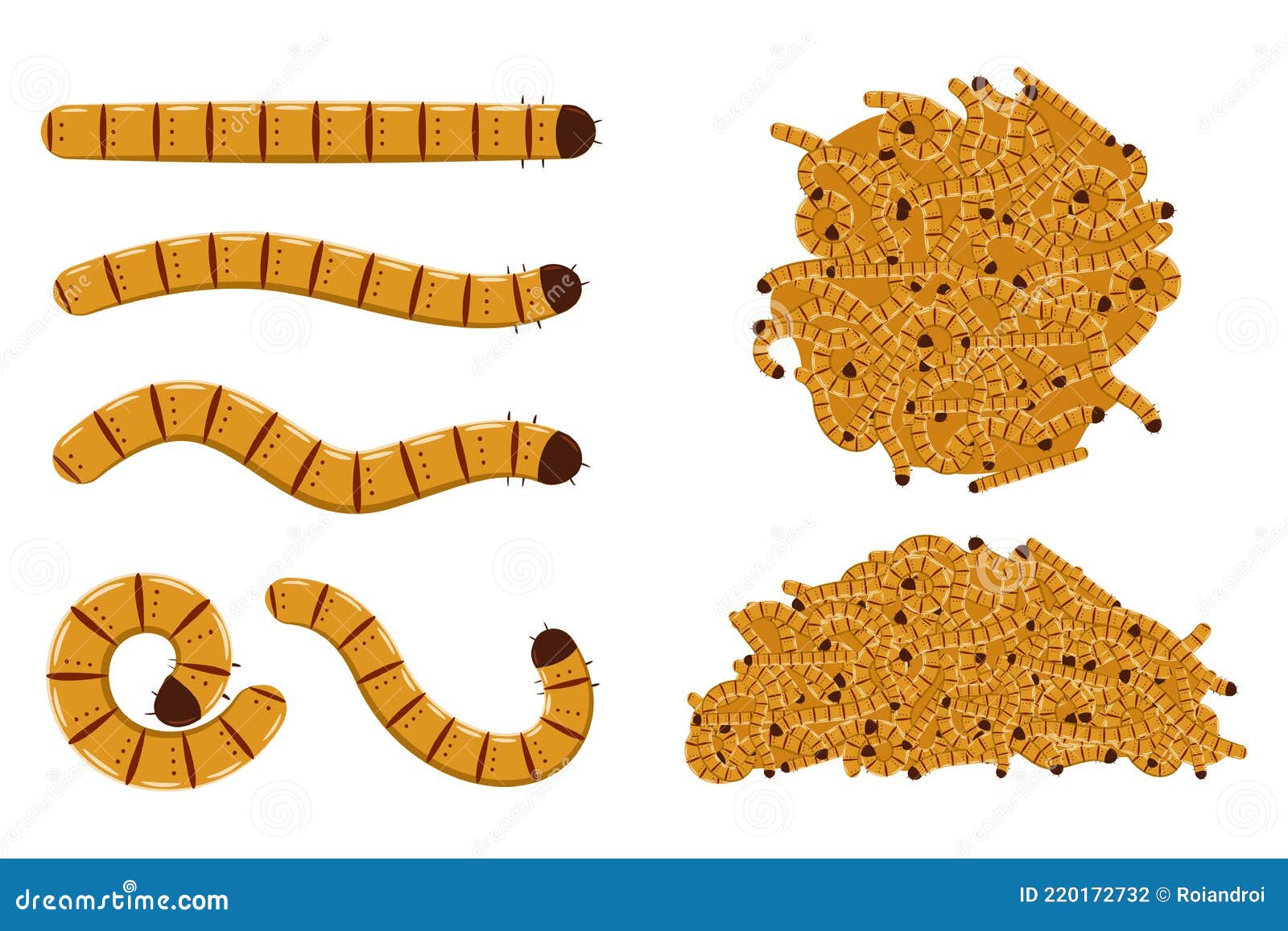 Flour Beetle, Vintage Illustration Cartoon Vector | CartoonDealer.com ...