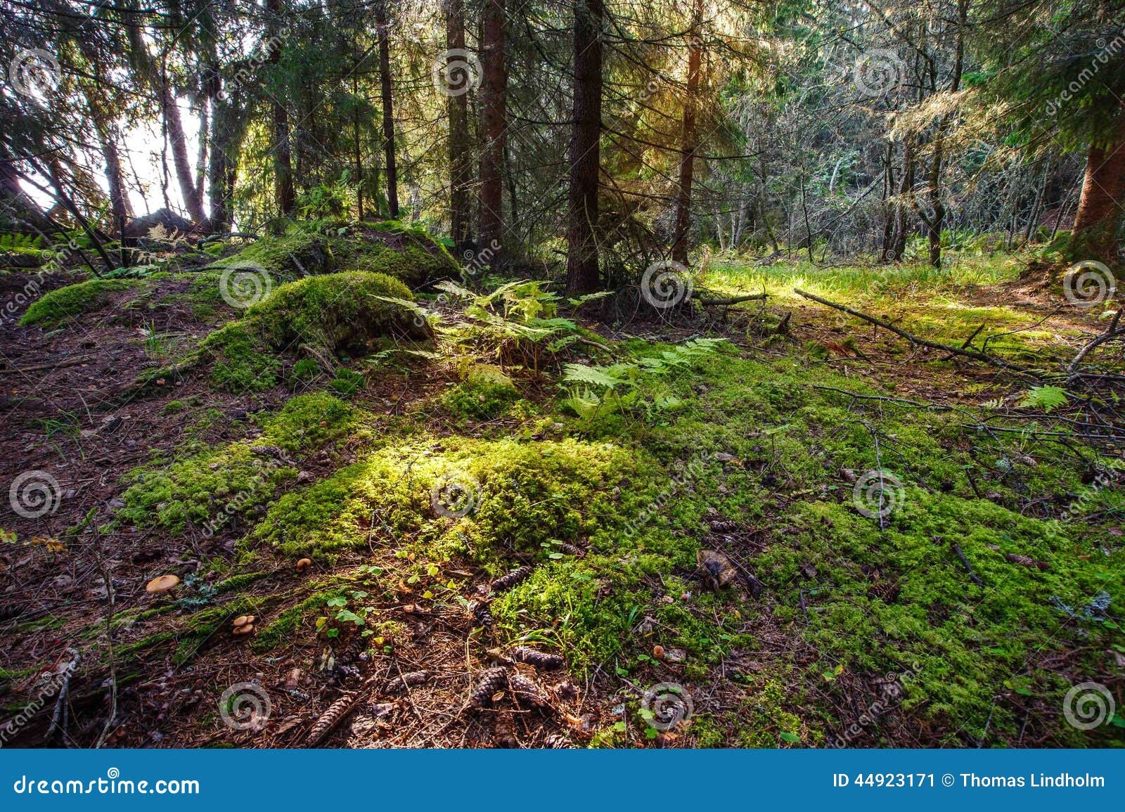 Flourish Forest stock image. Image of foliage, forest - 44923171