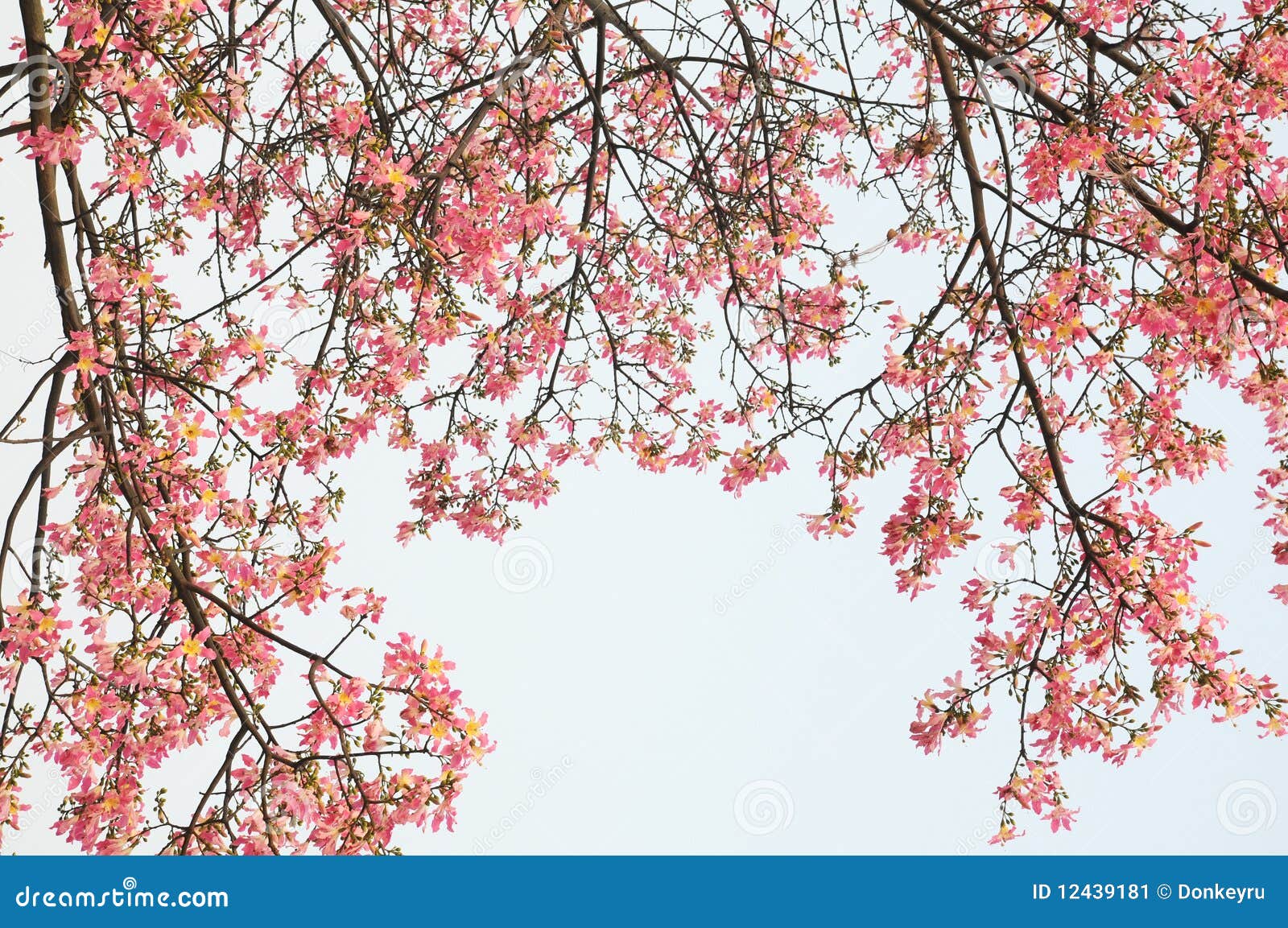 Flourish kapok flowers stock image. Image of garden, tropical - 12439181