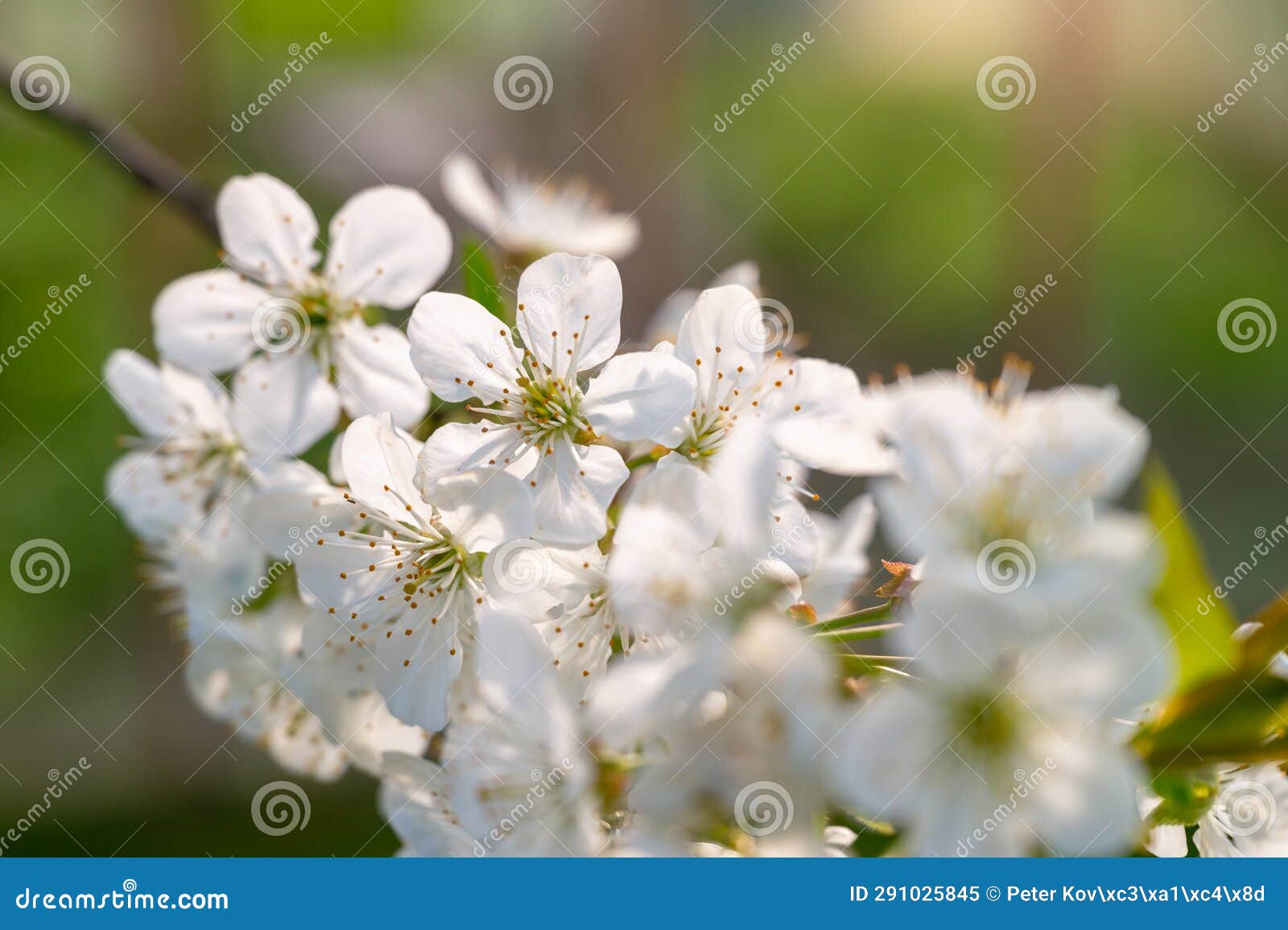 A Flourish of Spring: Cherry Blossom Bloom in Sunset S Embrace Stock ...