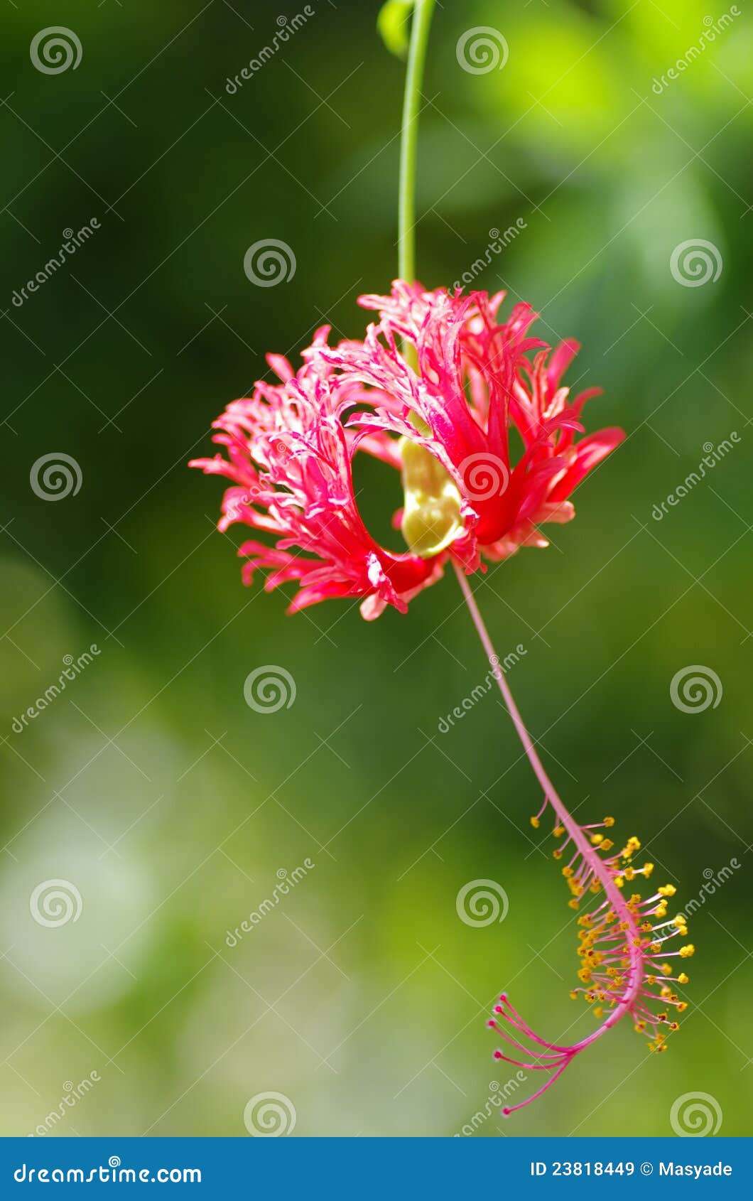 Flourished hibiscus stock image. Image of petals, vignetting - 23818449