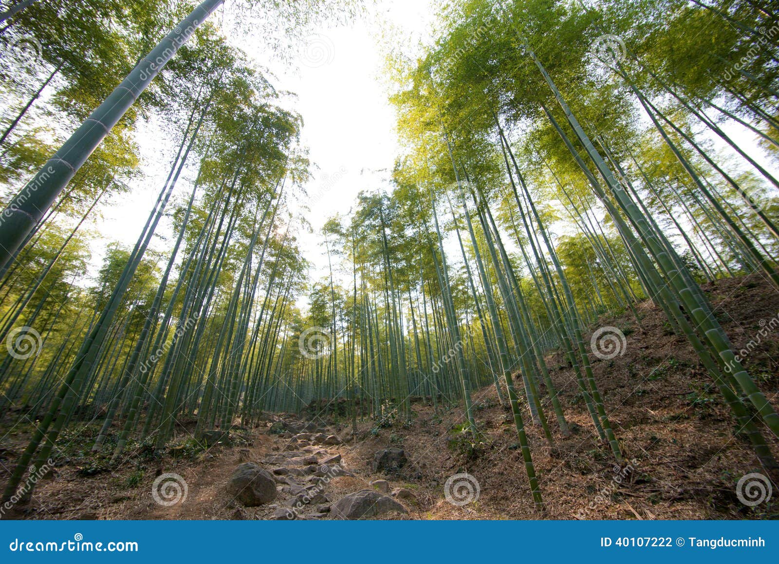 Flourishing Bamboo Forest Stock Photos - Free & Royalty-Free Stock ...