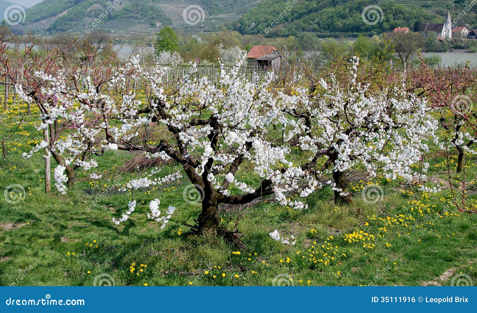 Flourishing cherry-tree stock photo. Image of blossoms - 35111916
