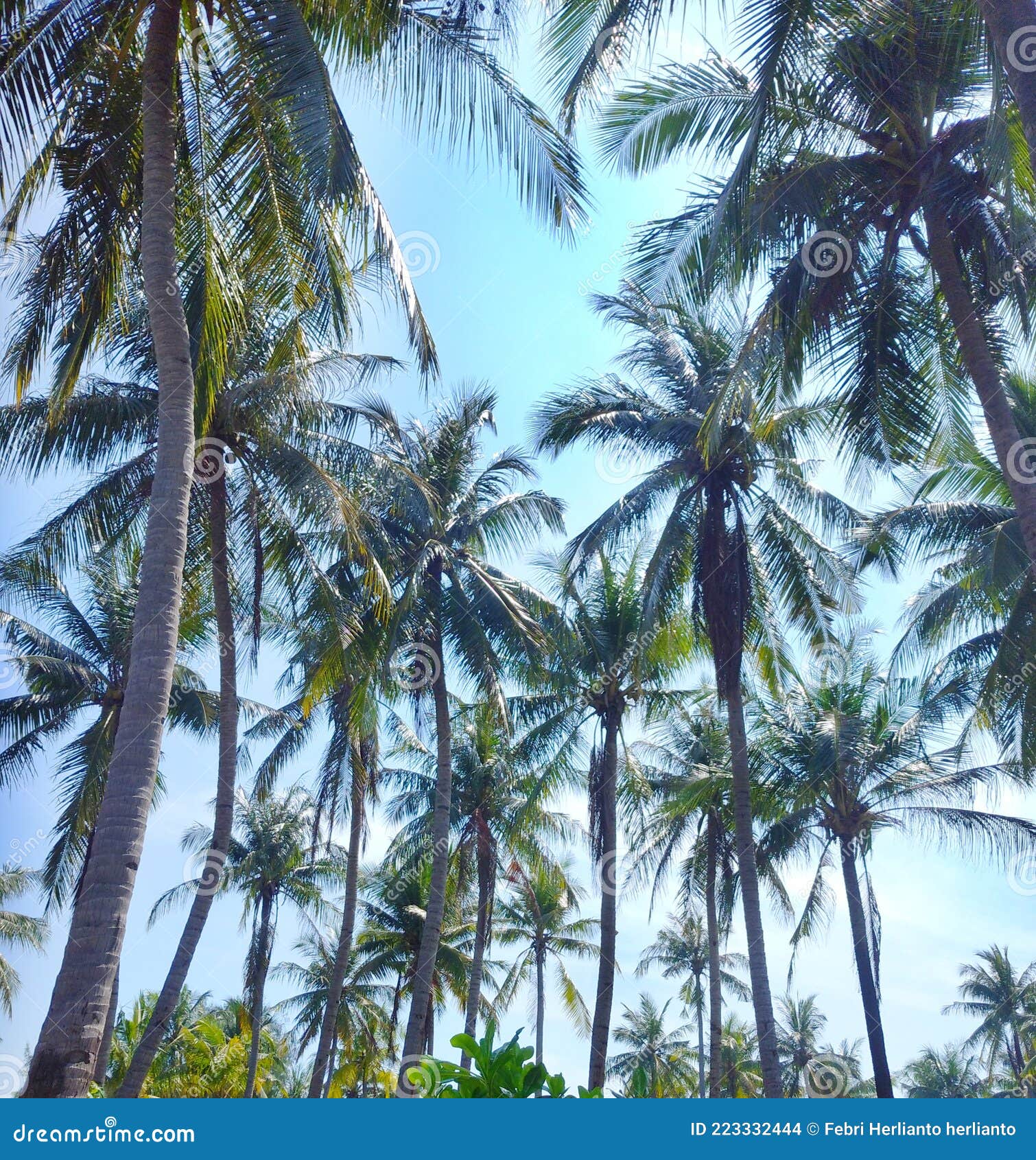 A Flourishing Coconut Orchard Stock Photo - Image of orchard, flower ...