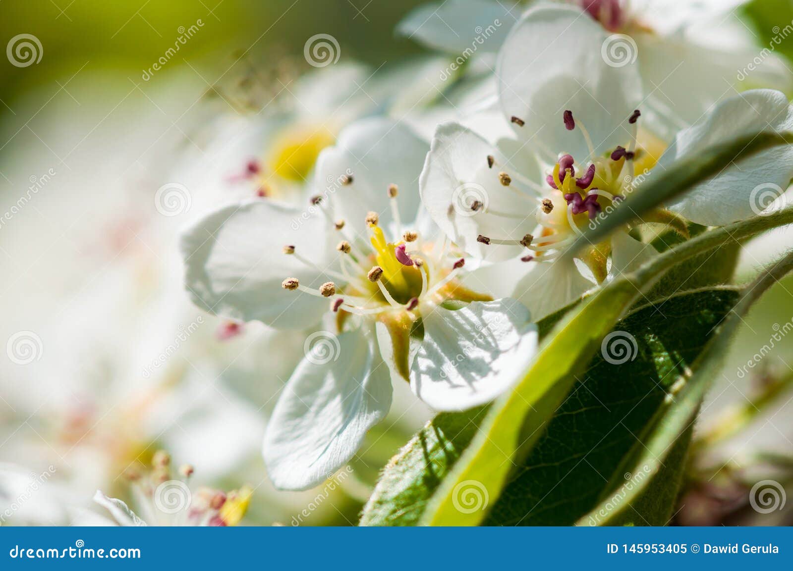 Flourishing Flowers of Apple Tree Macro Stock Image - Image of green ...