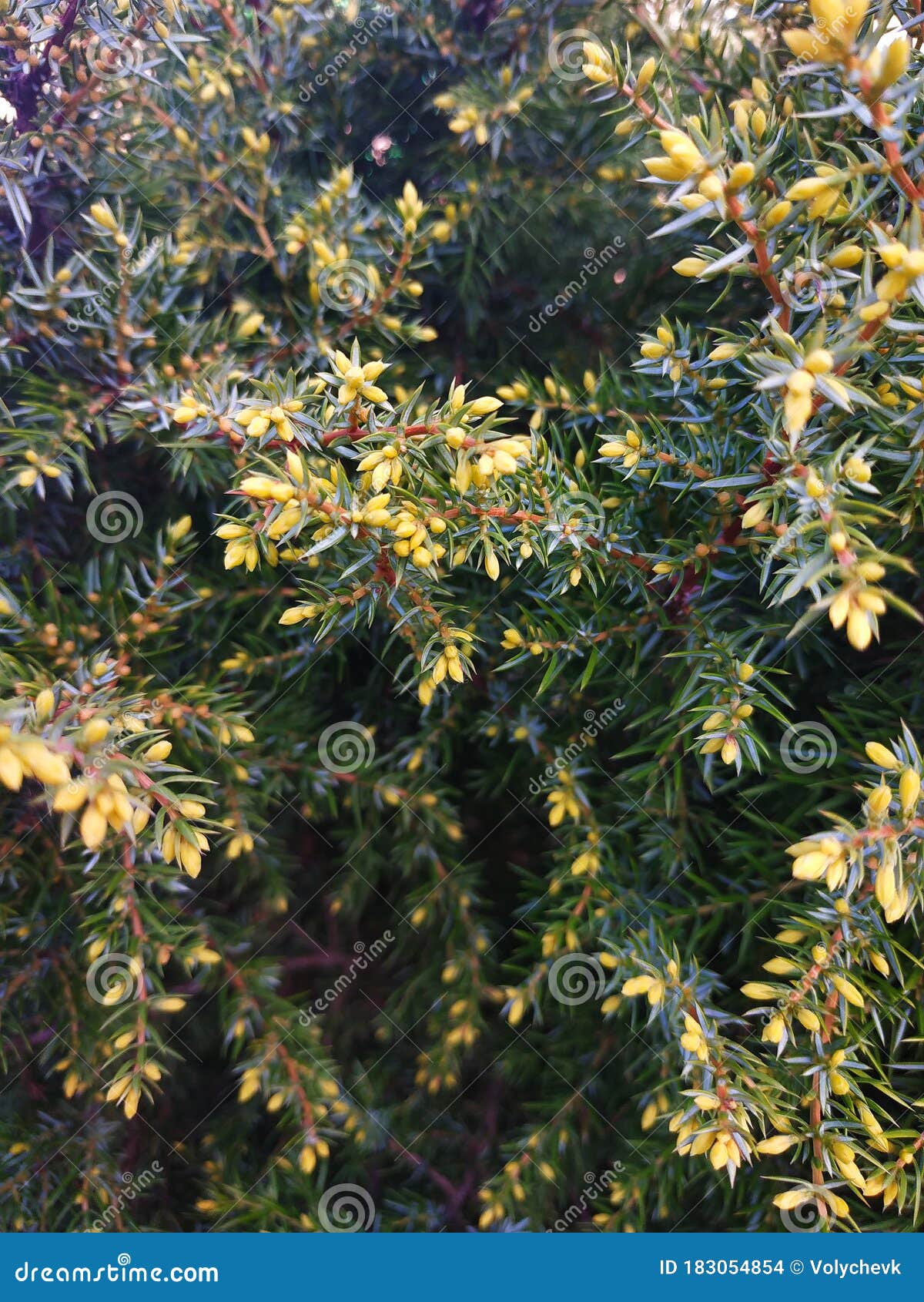 A Flourishing Little Sapling Spruce Green Stock Photo - Image of tree ...