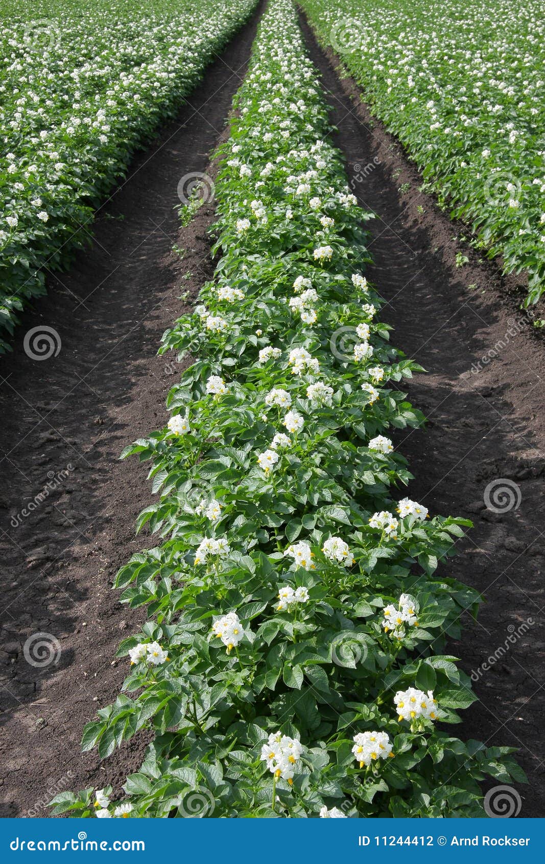 Flourishing potato plants stock photo. Image of colour - 11244412