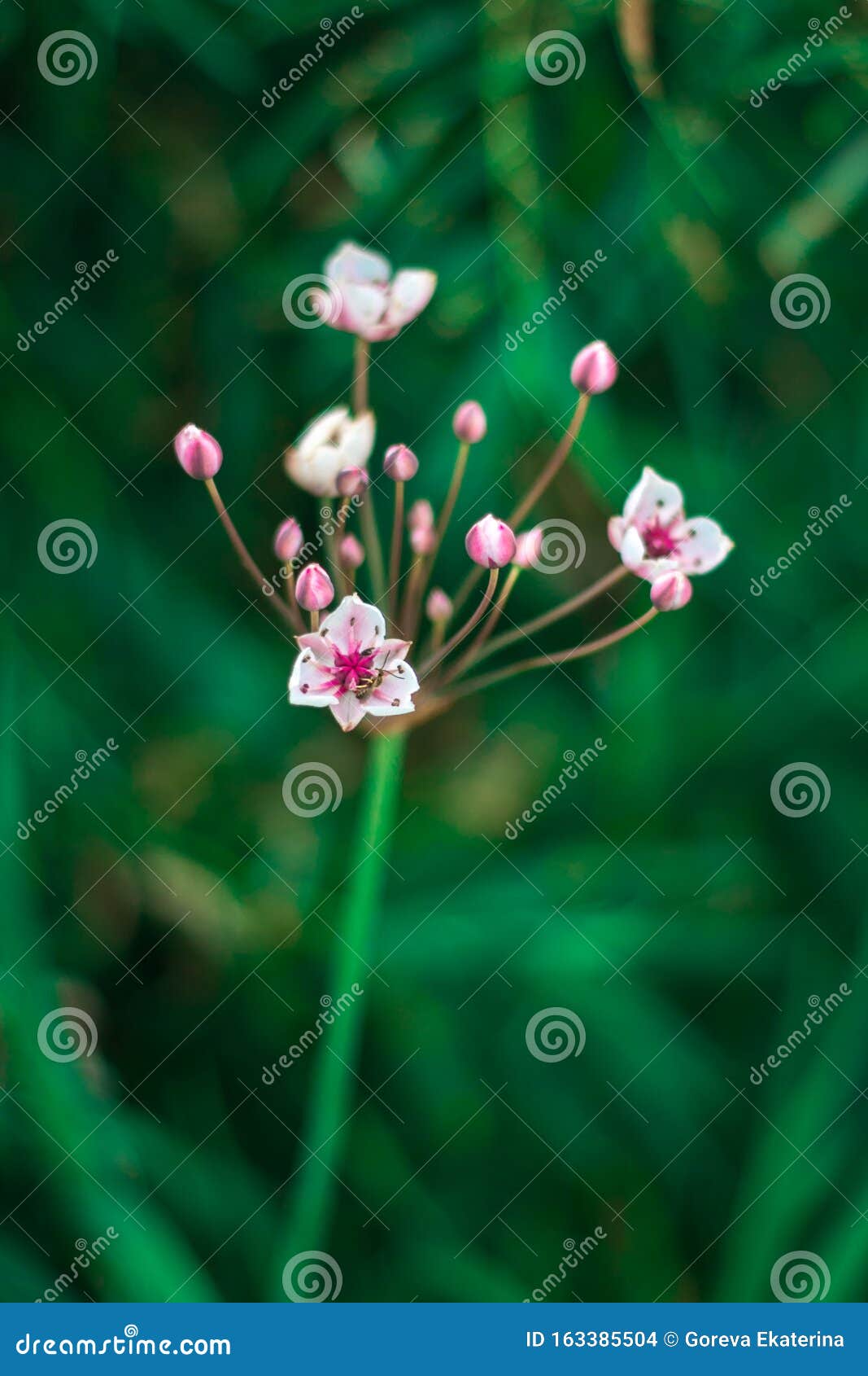 Flouver Stock Photos - Free & Royalty-Free Stock Photos from Dreamstime
