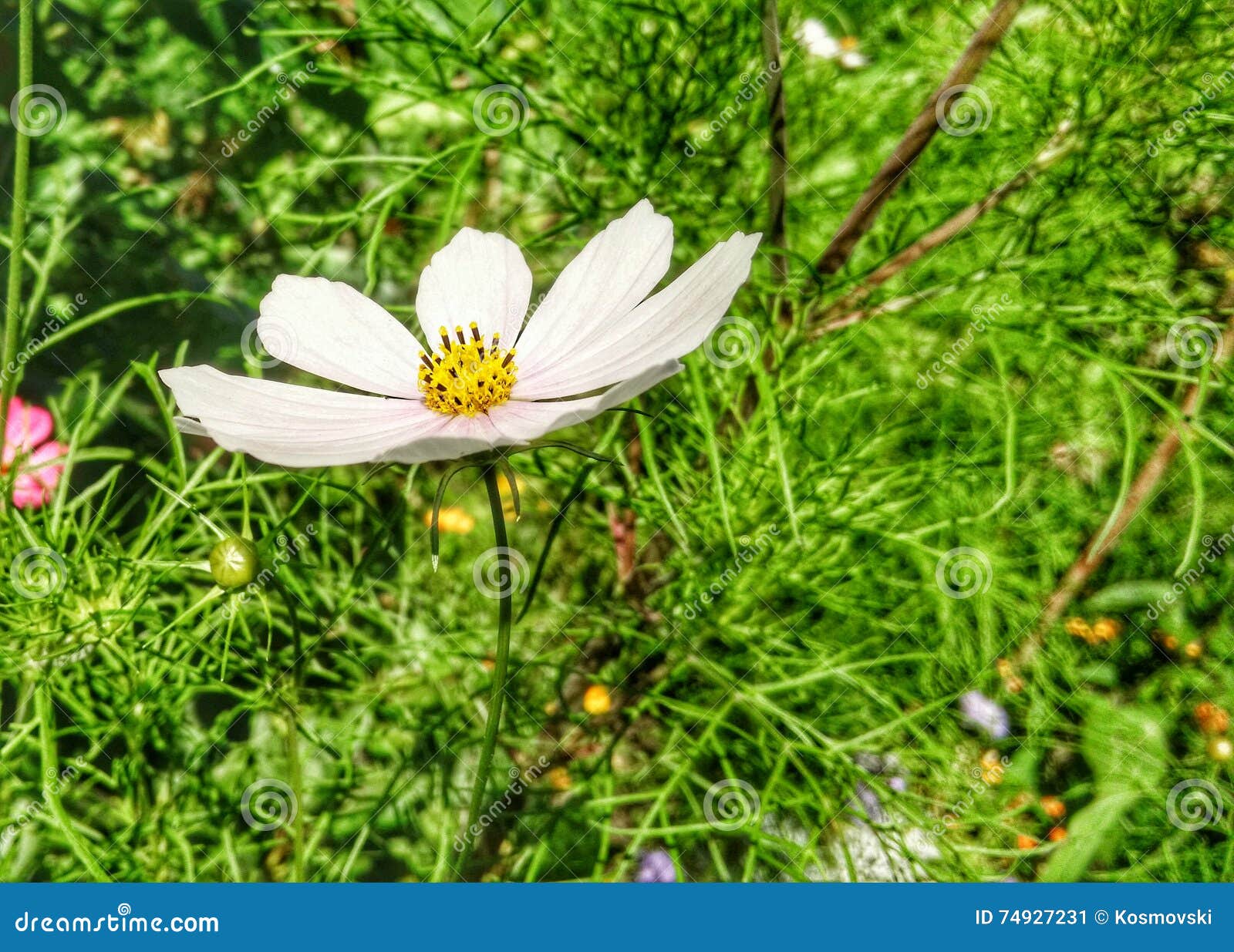 Flover stock image. Image of nature, flover, grass, green - 74927231