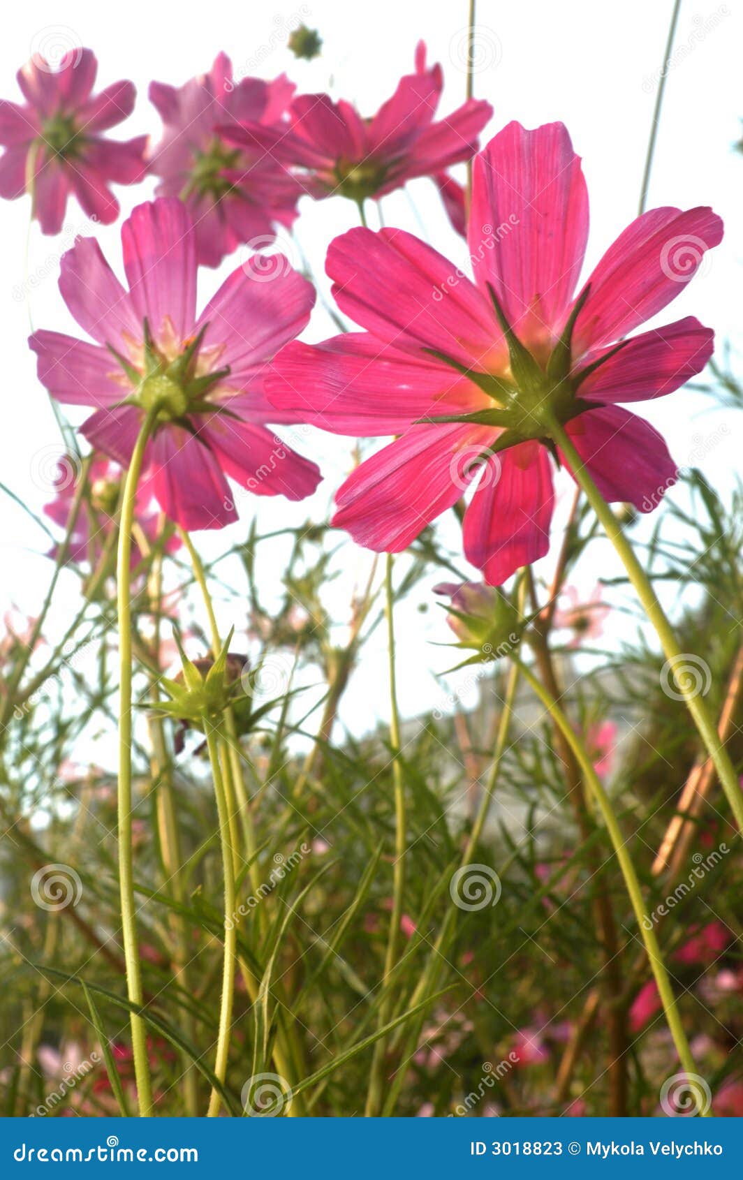 Flovers stock image. Image of yellow, green, summer, flowers - 3018823