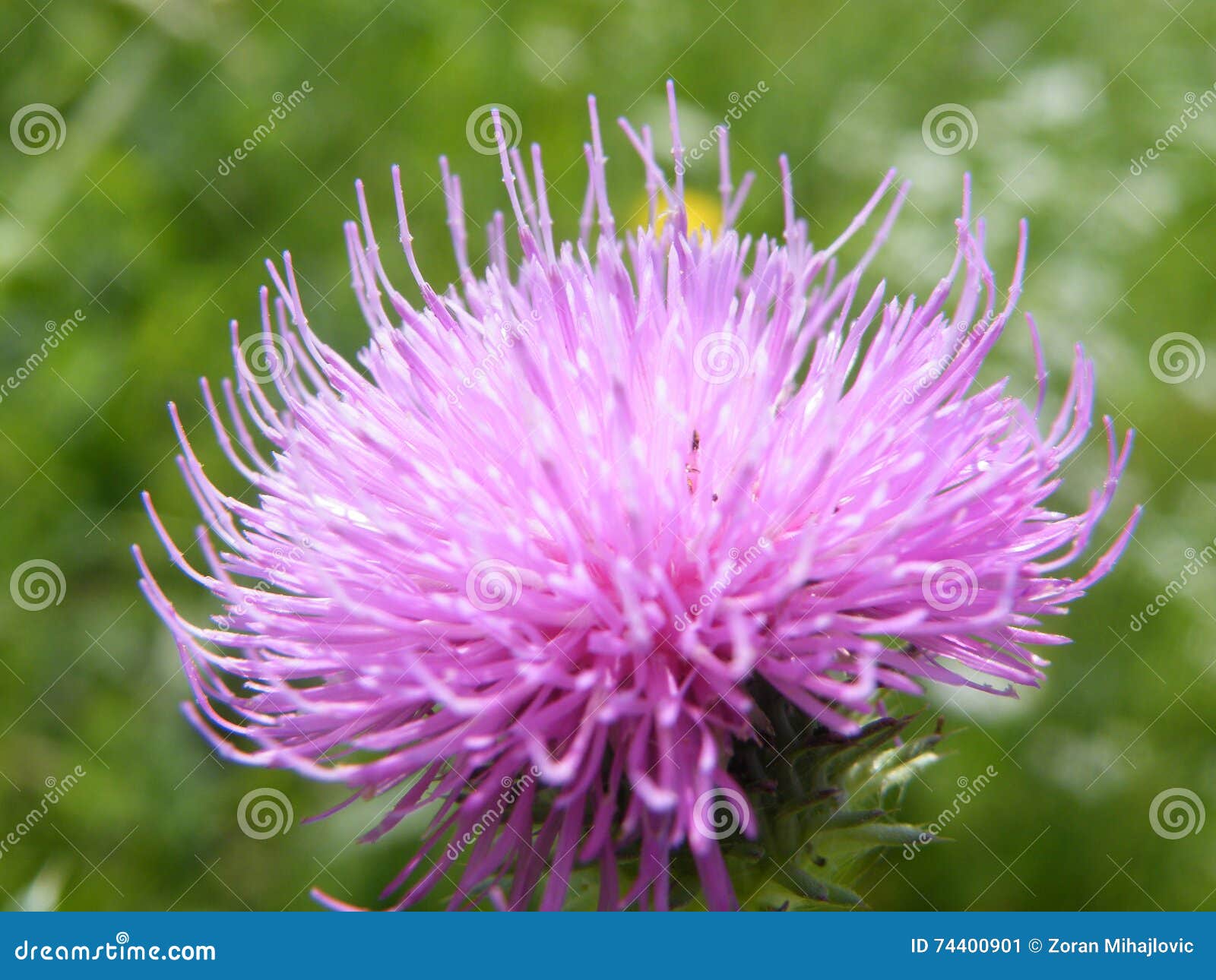 Flovers plants stock image. Image of neatur, nature, heureux - 74400901