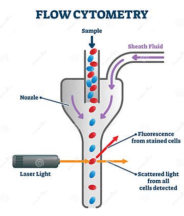 Flow Cytometry Vector Illustration. Labeled Measurement Instrument ...
