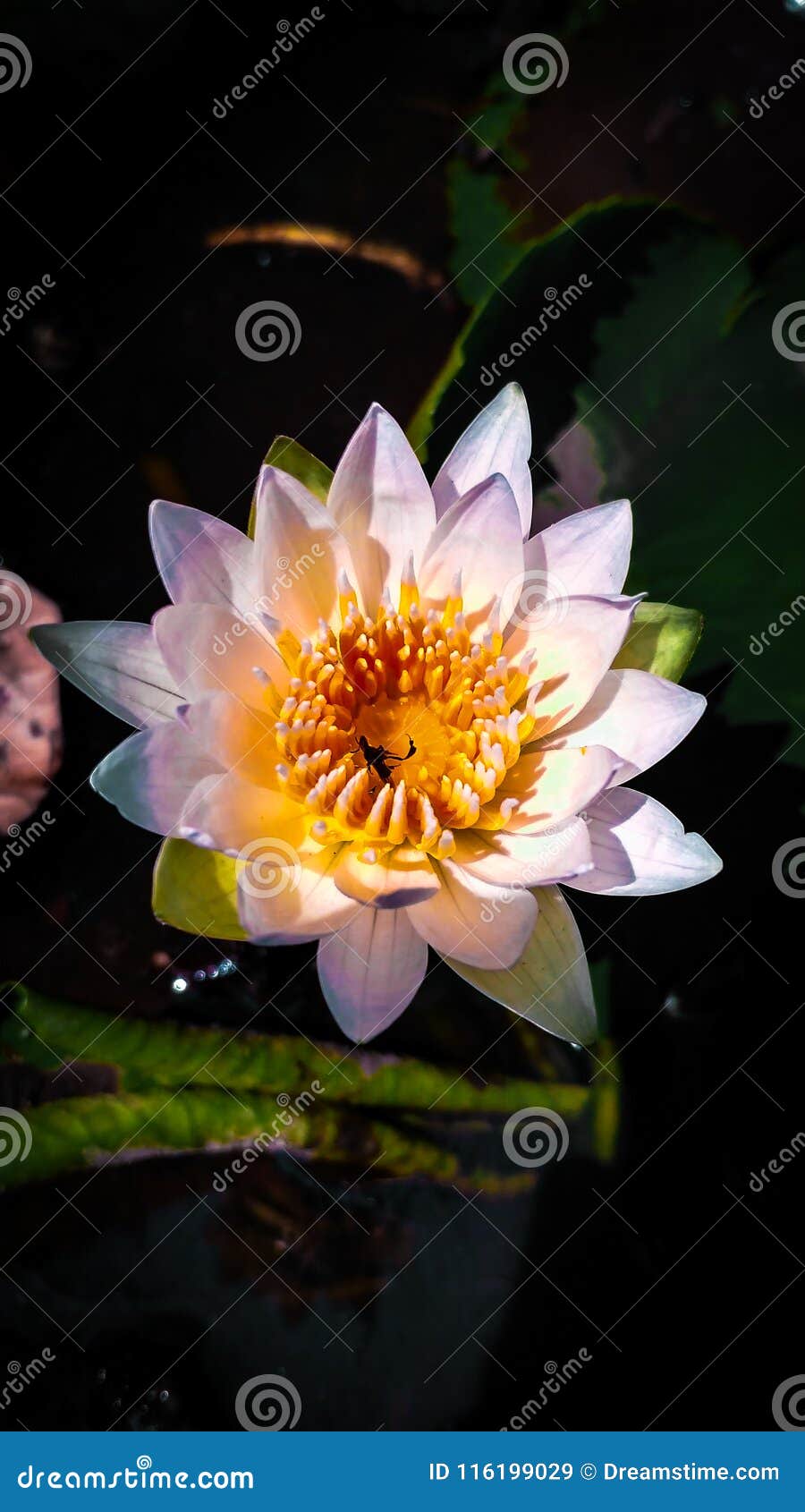 Flow er stock image. Image of nice, random, flow - 116199029