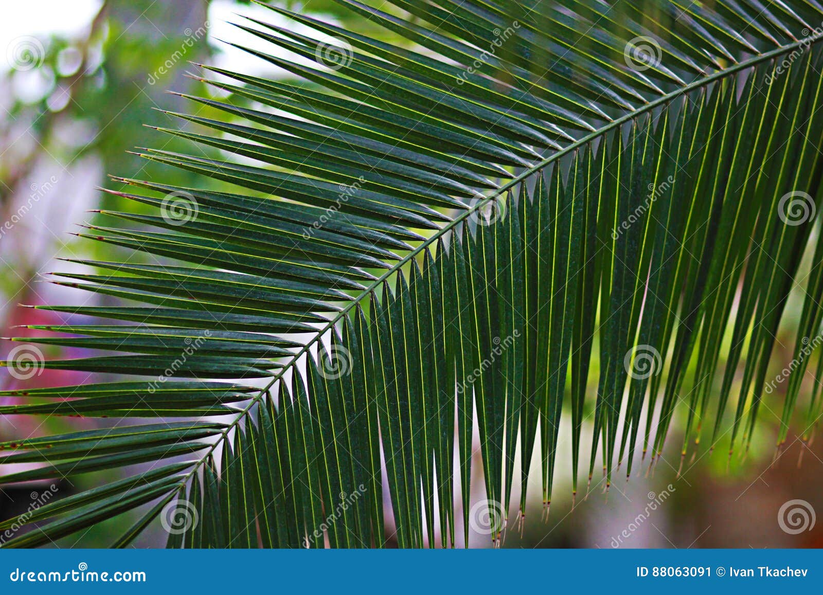 Flow of ferns closeup stock image. Image of ferns, elaeis - 88063091