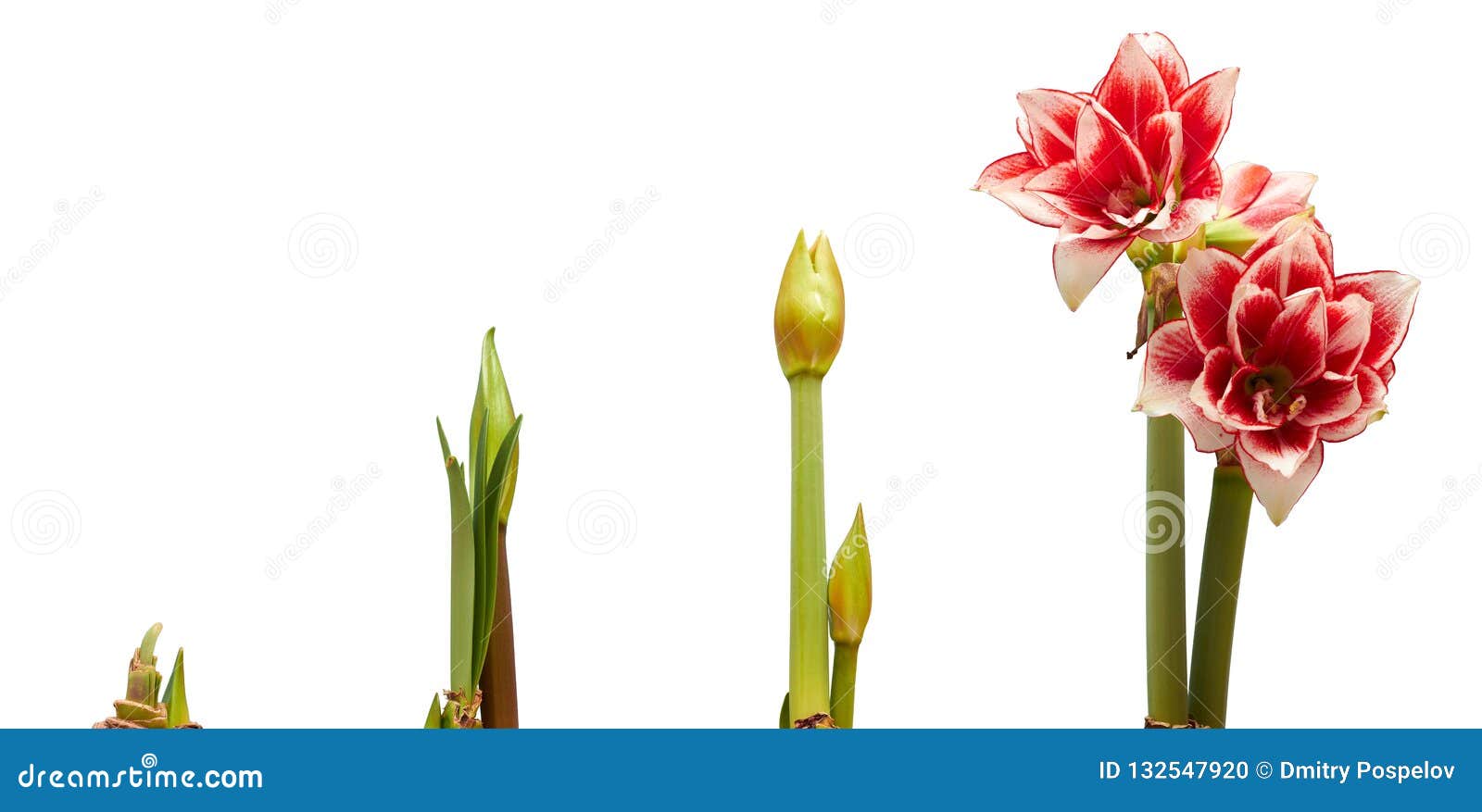 The Stages Of Flower Life Cycle Stock Photography | CartoonDealer.com ...