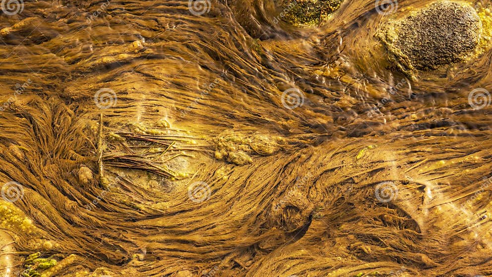 Flow stock image. Image of algae, river, green, tide - 39797887