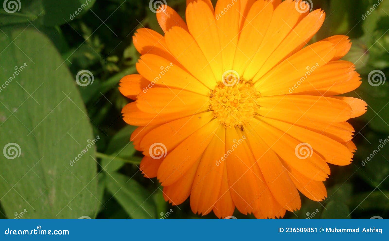 Floware imagen de archivo. Imagen de polen, wildflower - 236609851