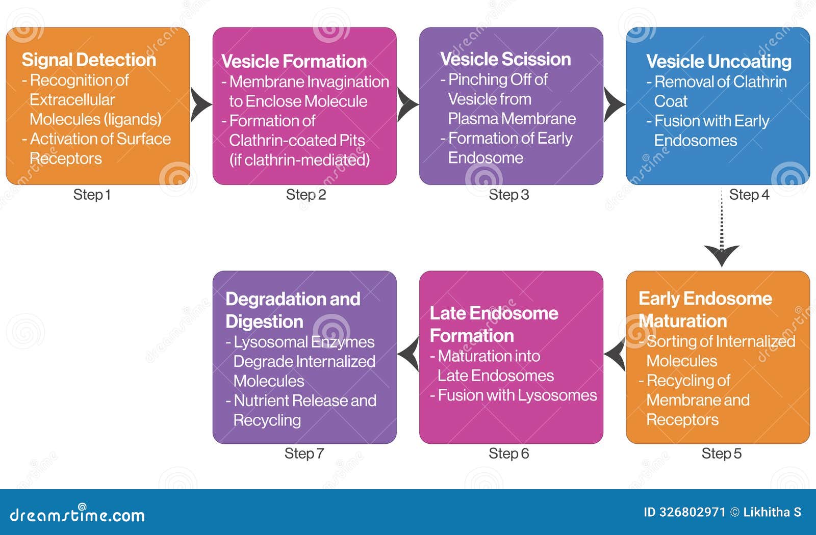 Flowchart Of Endocytosis Process On White Background For Scientific And ...